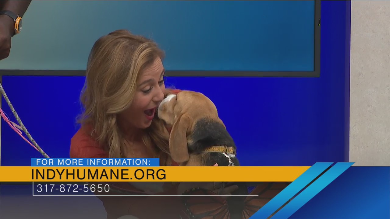 IndyHumane’s Mutt Strut Event! – 8/29/24 – Fox 59