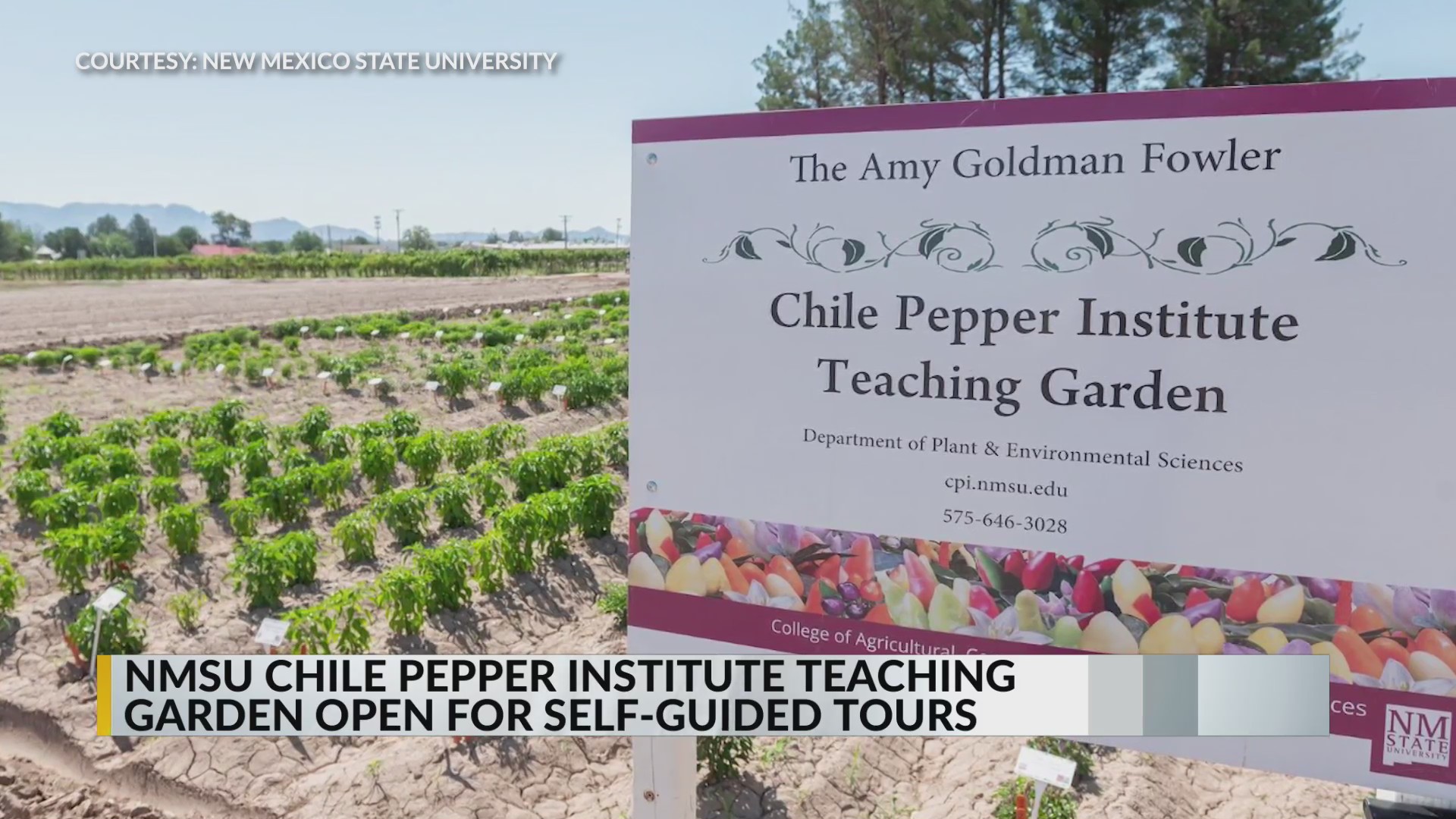 NMSU Chile Pepper Institute Teaching Garden offering tours – KRQE NEWS ...