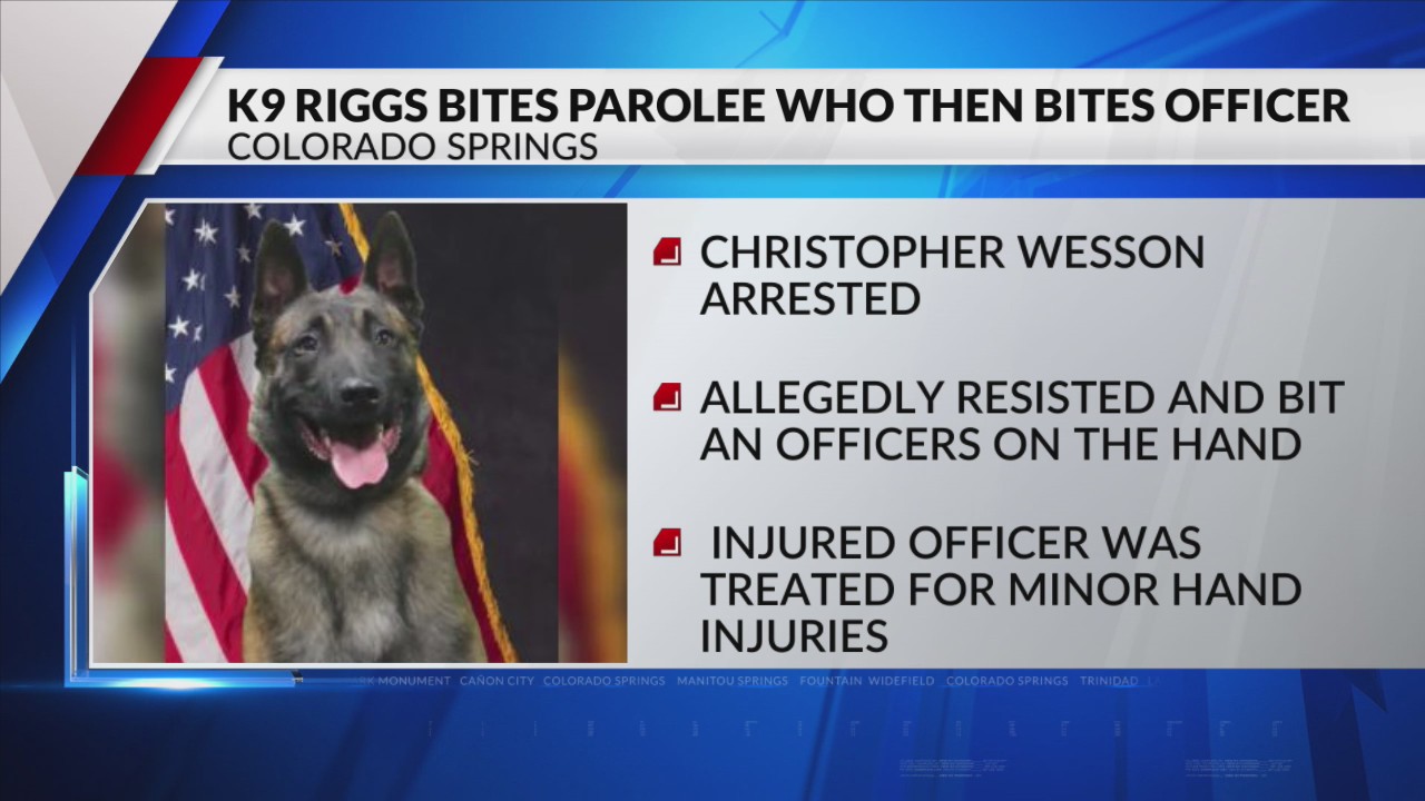 CSPD arrest: K9 Riggs bites parolee who then bites officer – FOX21 News ...