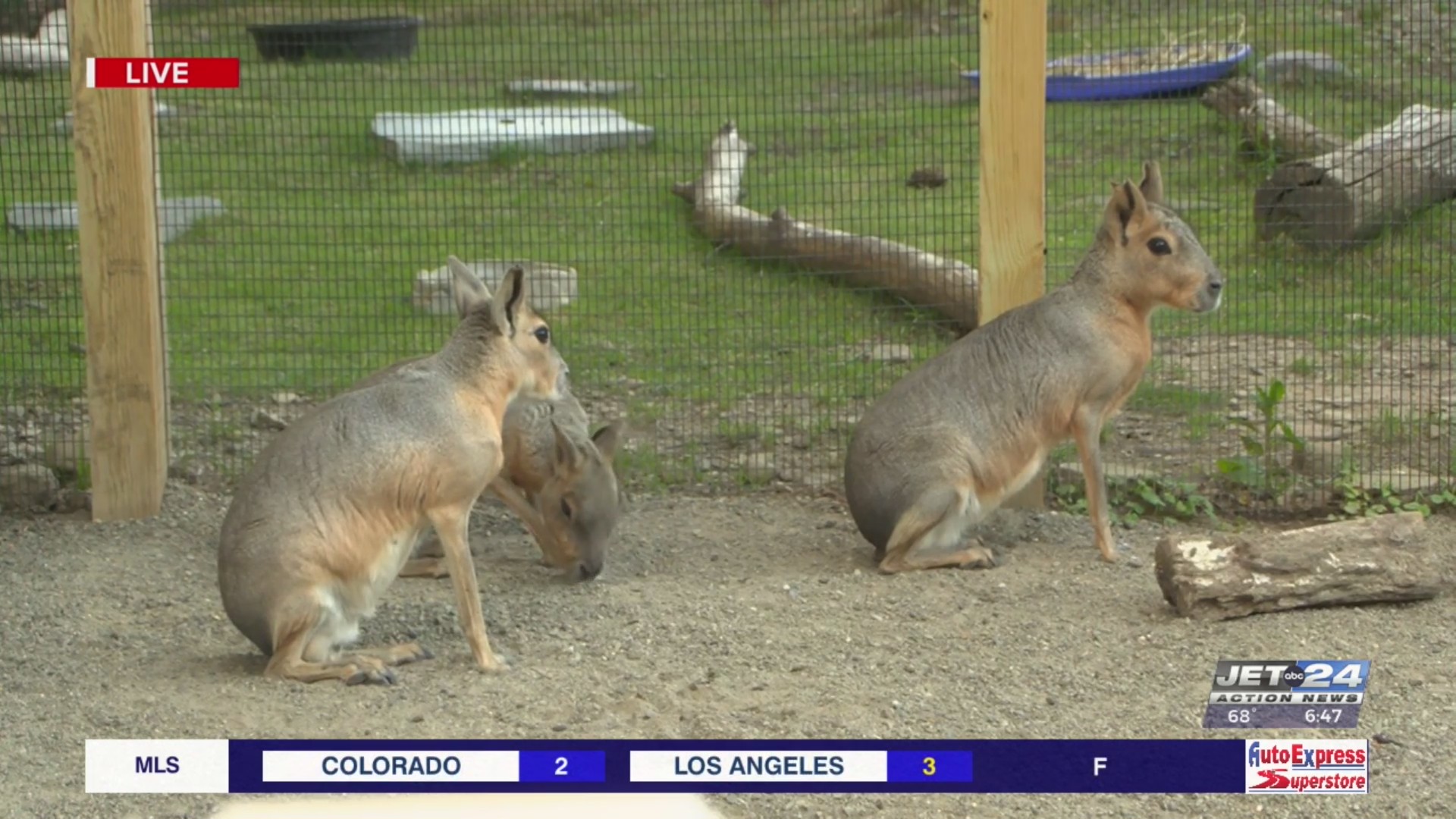 Wild Stuff: Patagonian cavy – WJET/WFXP/YourErie.com