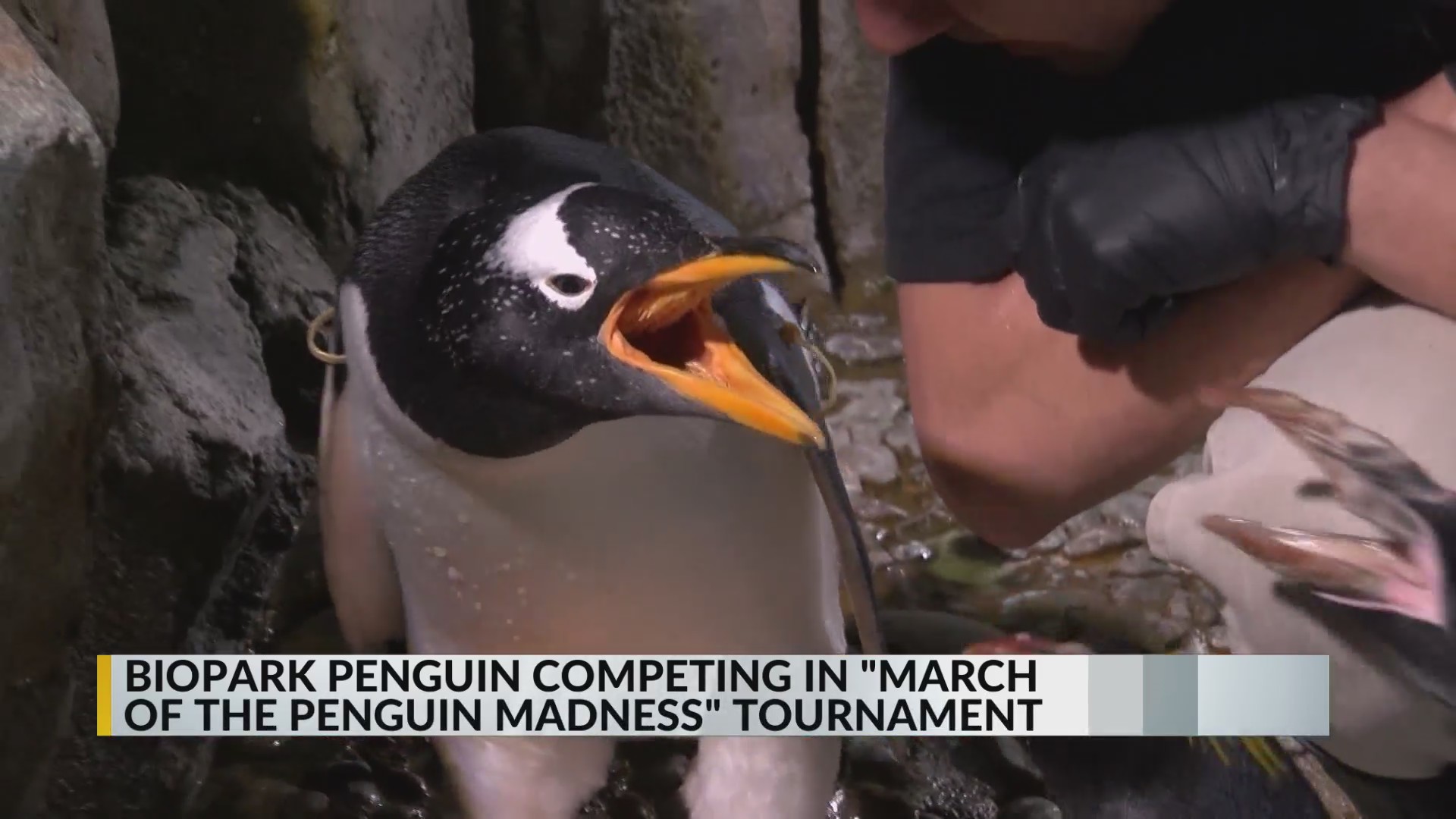 ABQ BioPark penguin progresses in ‘March of the Penguins’ competition ...