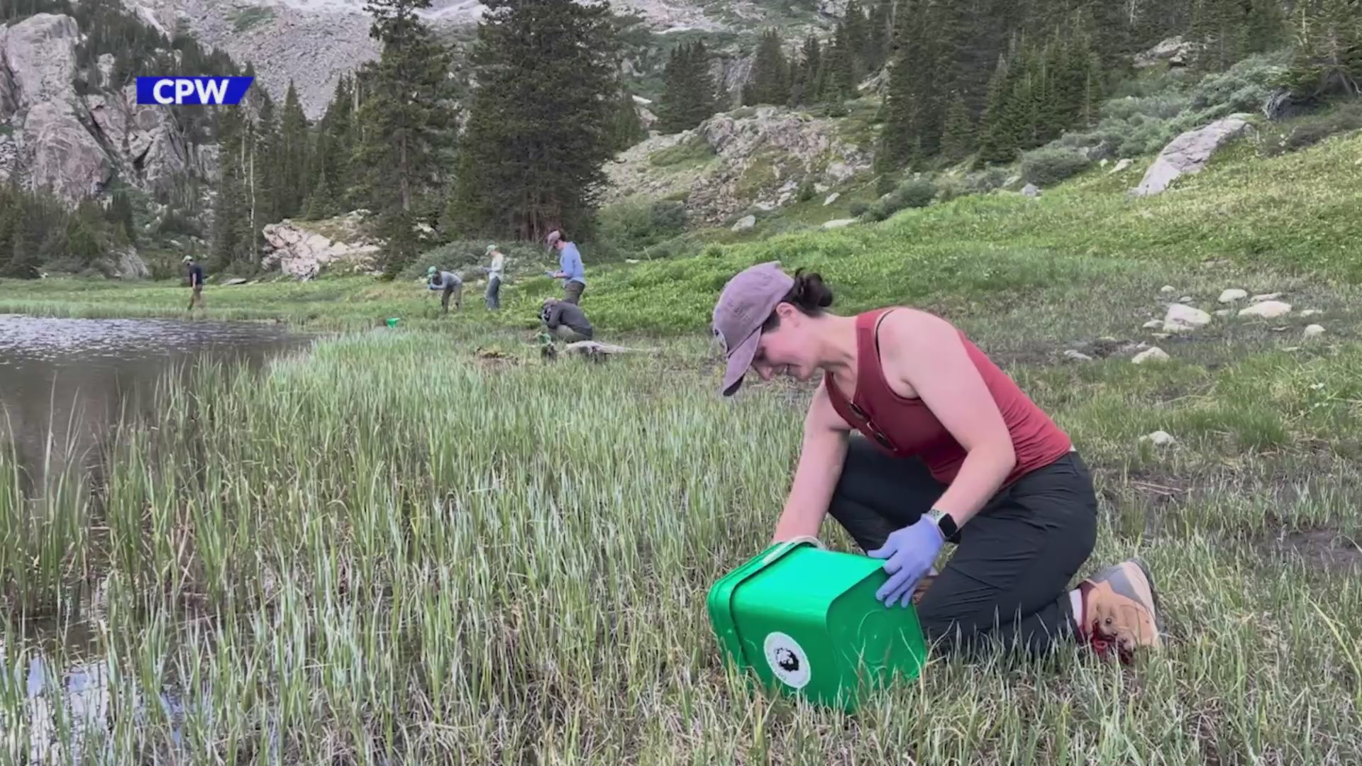 300 boreal toadlets released in Colorado to boost population – FOX31 Denver