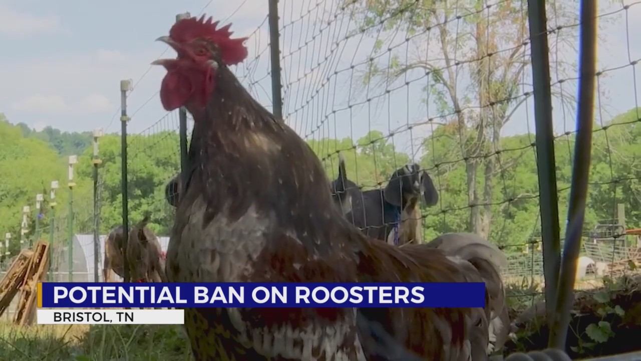 Bristol, TN considers banning roosters in city limits – WJHL | Tri ...