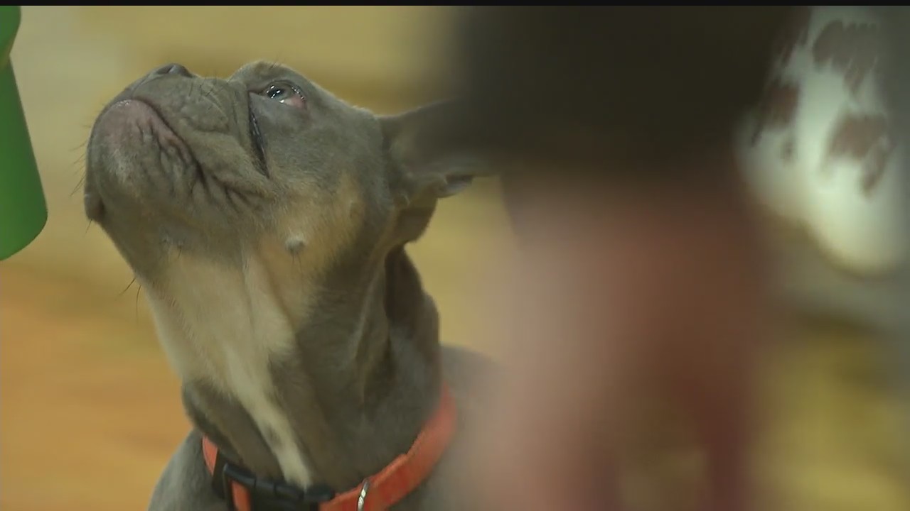 New mascot has the town howling – WKBN.com