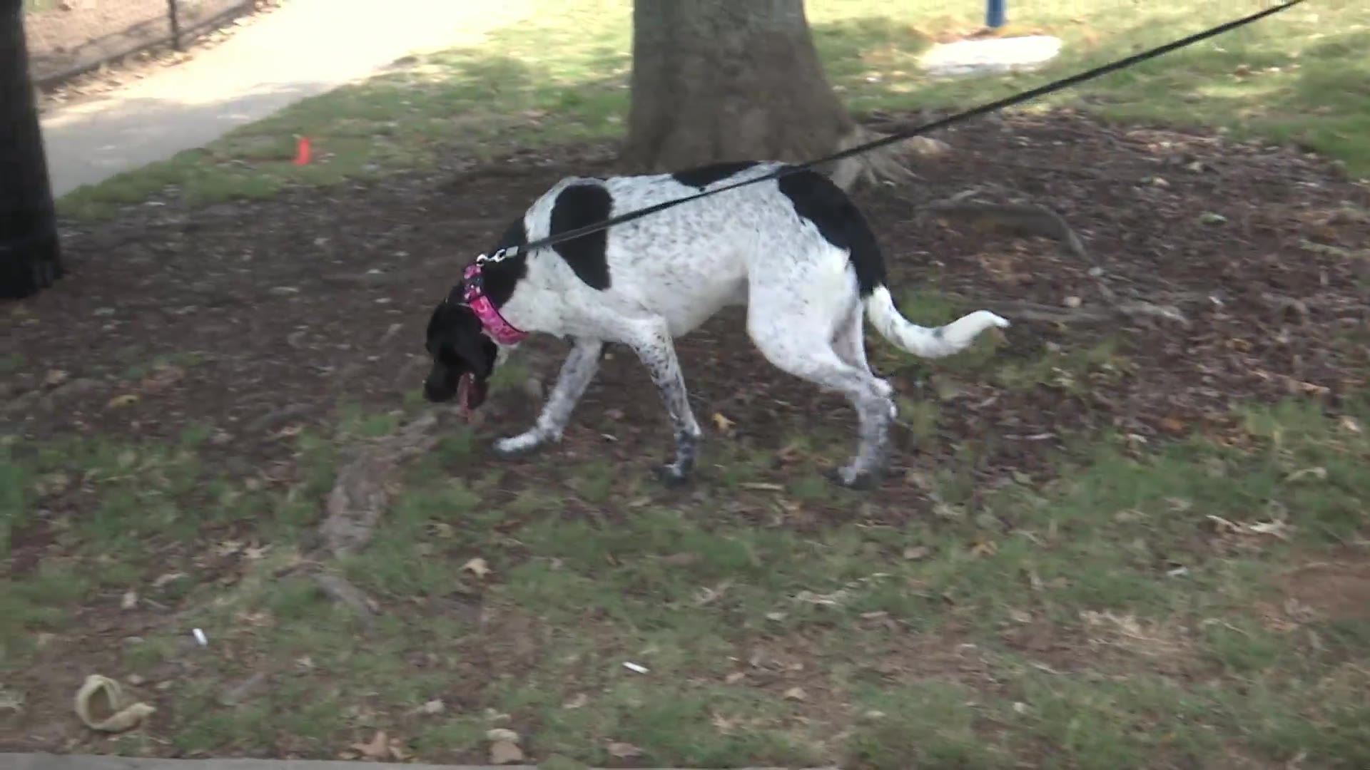 July 4th pet safety: What you need to know – WJBF