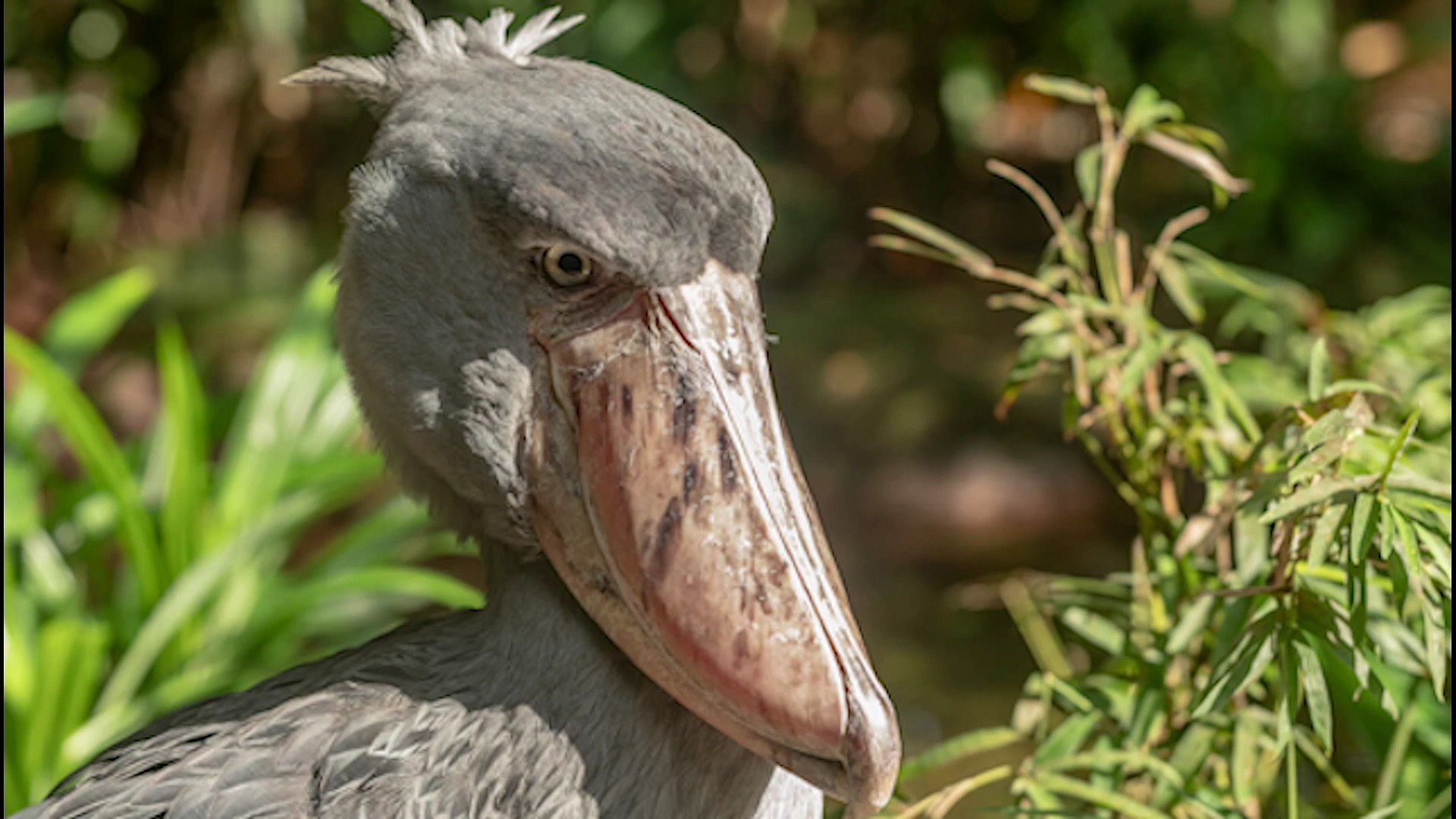 Friday Favorites: This bird will haunt your dreams – WGN-TV
