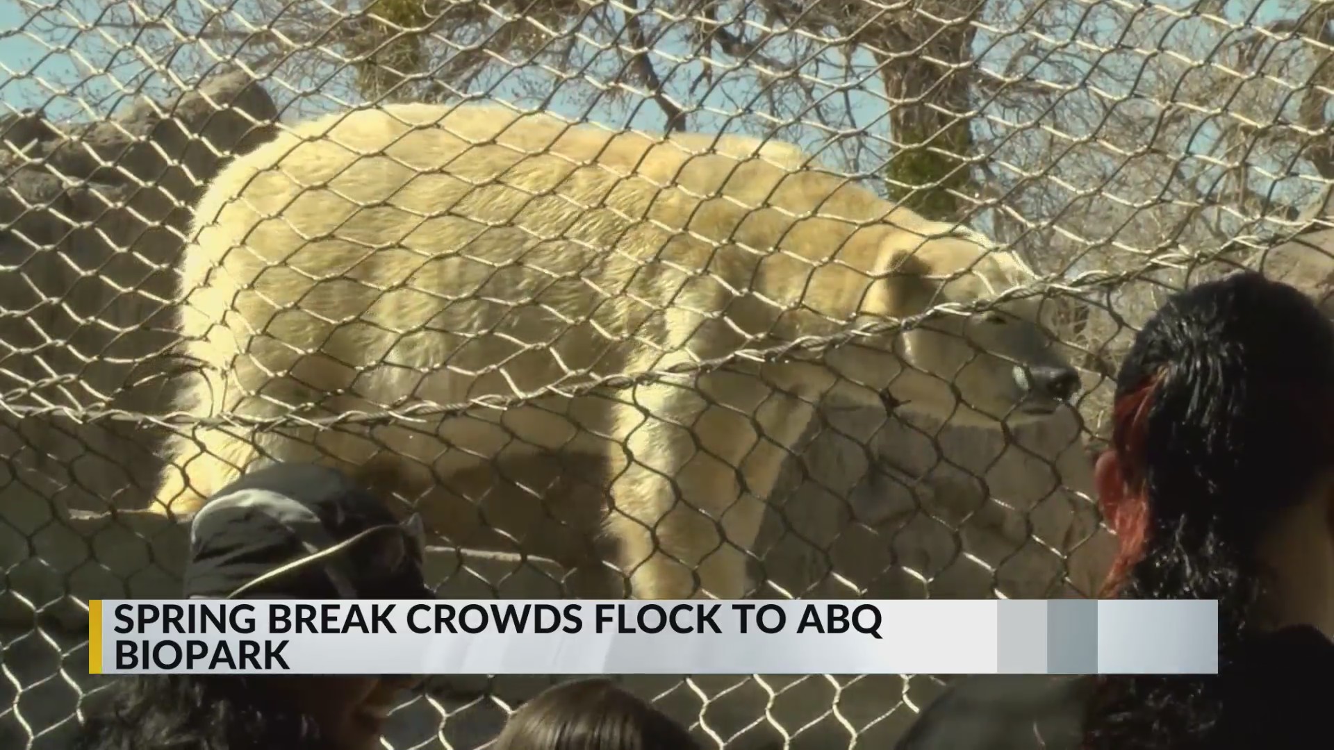 BioPark Zoo sees Spring Break influx – KRQE NEWS 13 – Breaking News ...