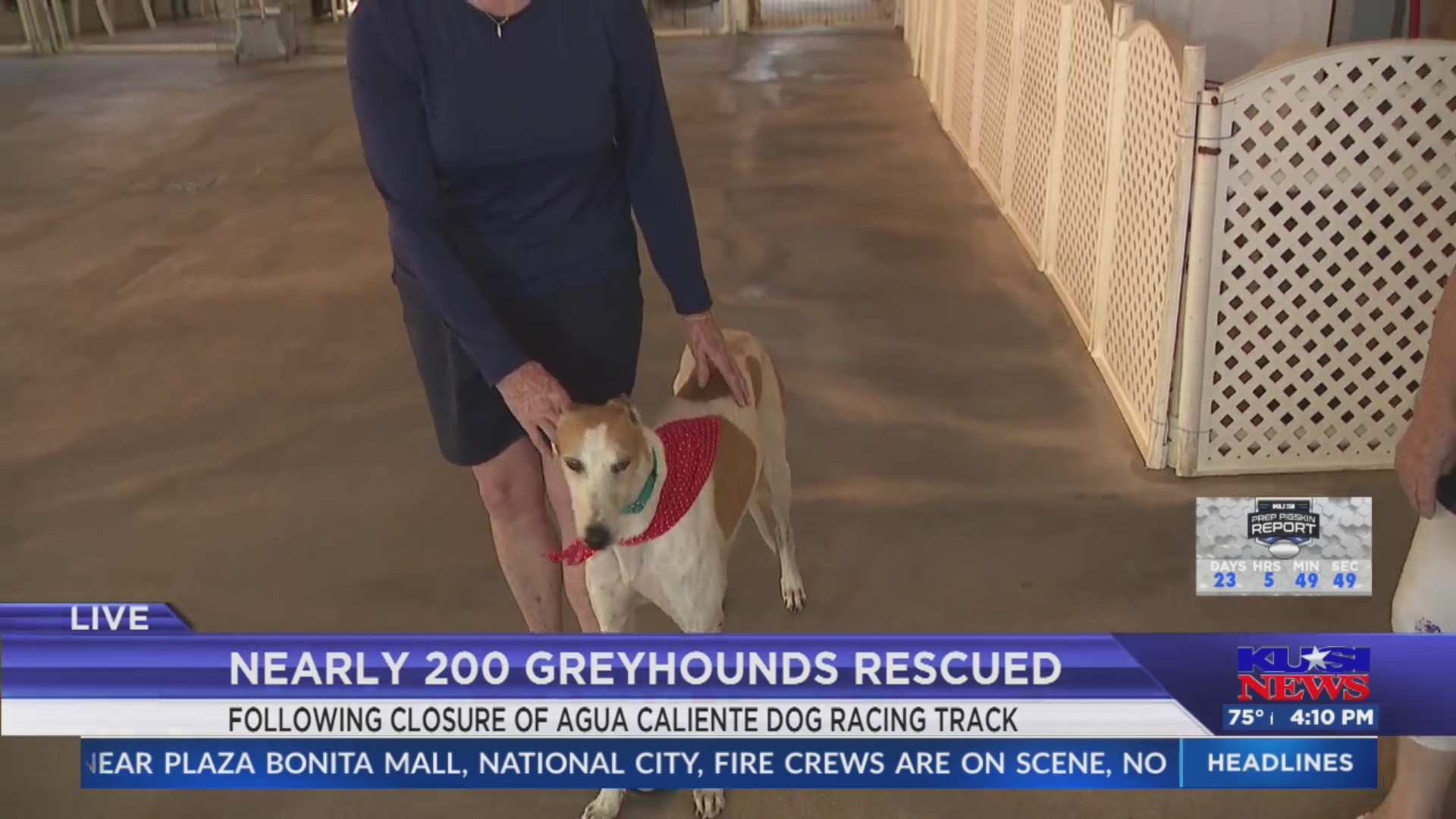 Nearly 200 greyhounds rescued after Tijuana dog racing track closes ...