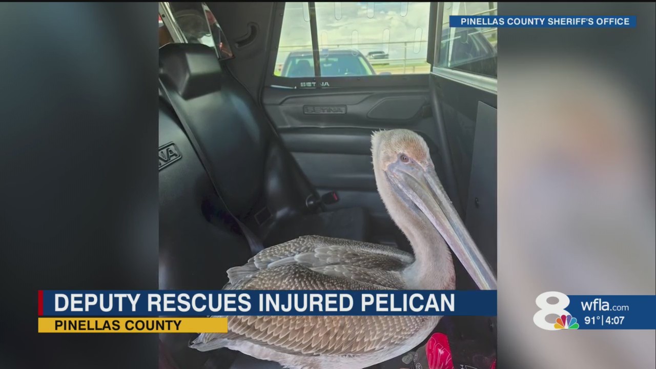 Pinellas County deputy now ‘a pro’ after rescuing injured pelican – WFLA
