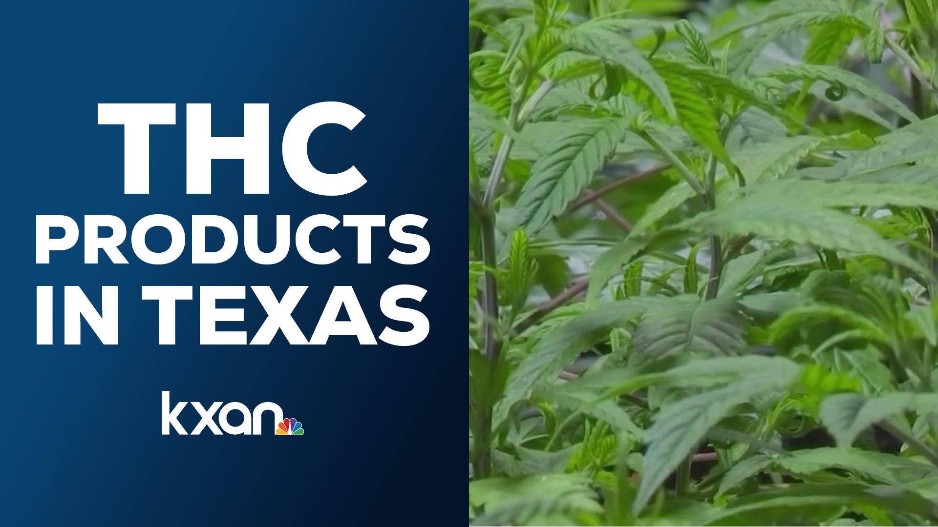 Texas House committee hears testimony on THC ban bill – KXAN Austin