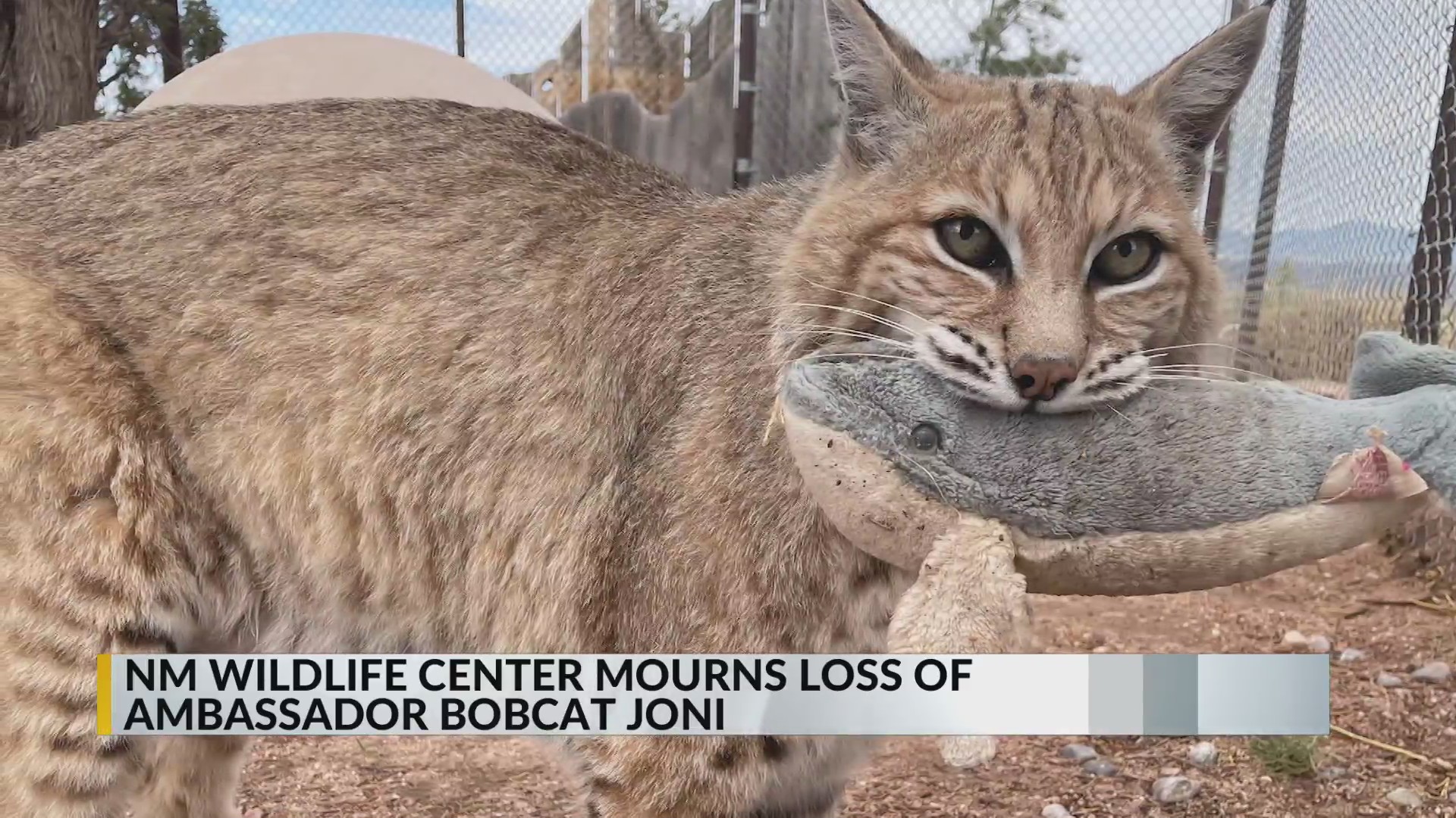 New Mexico Wildlife Center mourns death of bobcat – KRQE NEWS 13 ...