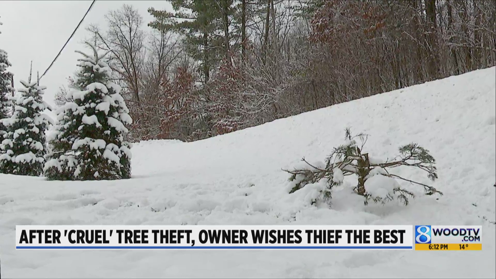 After ‘cruel’ tree theft, owner wishes thief the best – WOODTV.com