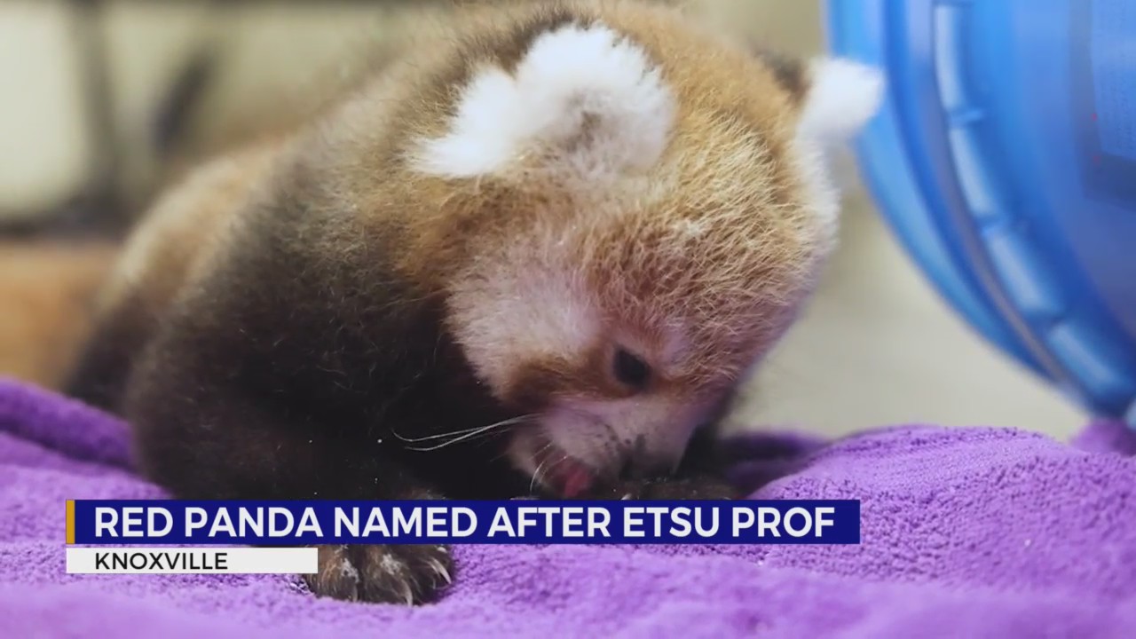 Red panda cub at Zoo Knoxville named after Gray Fossil Site museum ...