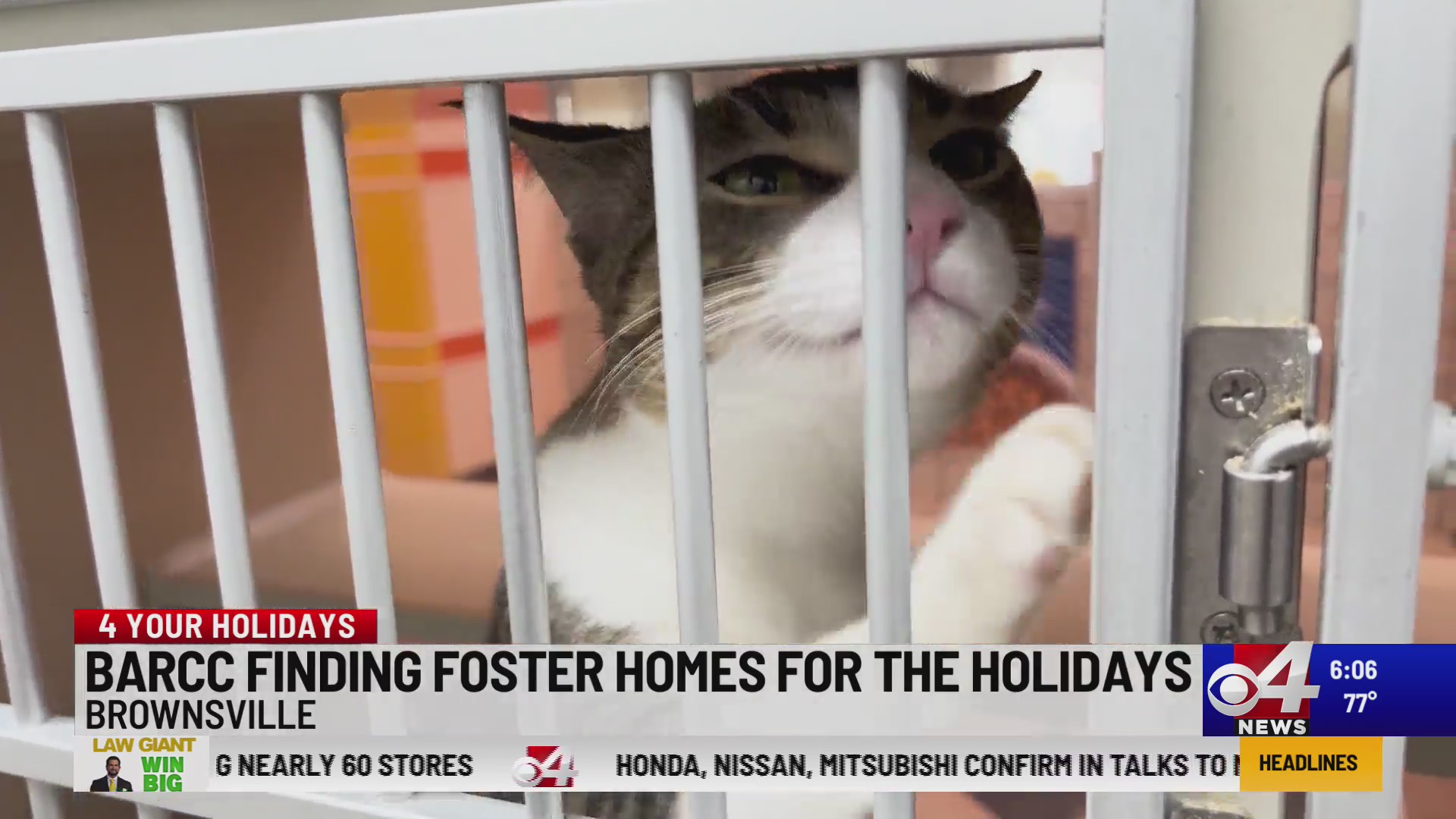 BARCC providing food, kennels for foster pets – KVEO-TV