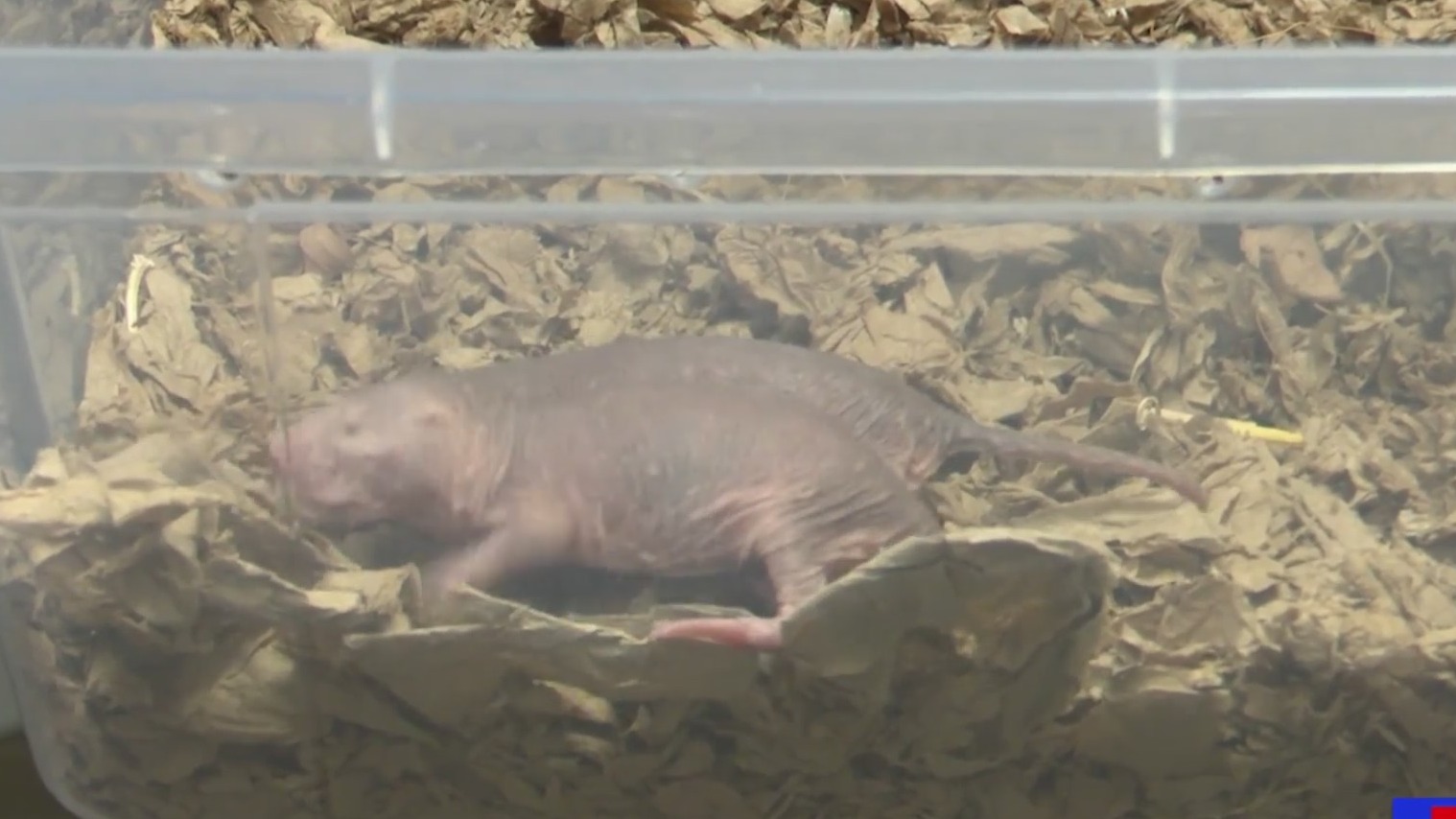 Meet the naked mole-rats: Sacramento Zoo’s newest residents – FOX40 News