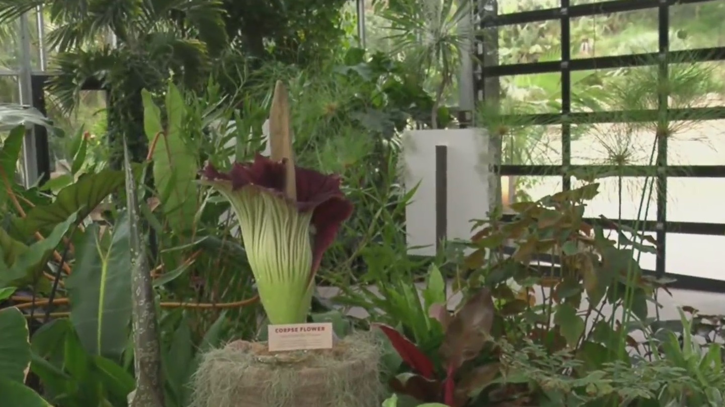 Rare corpse flower blooms at San Diego Botanic Garden – FOX 5 San Diego ...