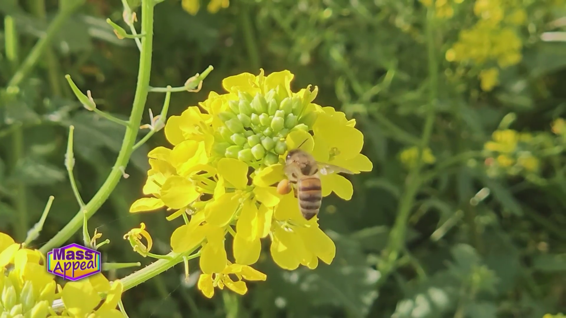 Mass Appeal Understanding Bees: Friends or Foes? – WWLP