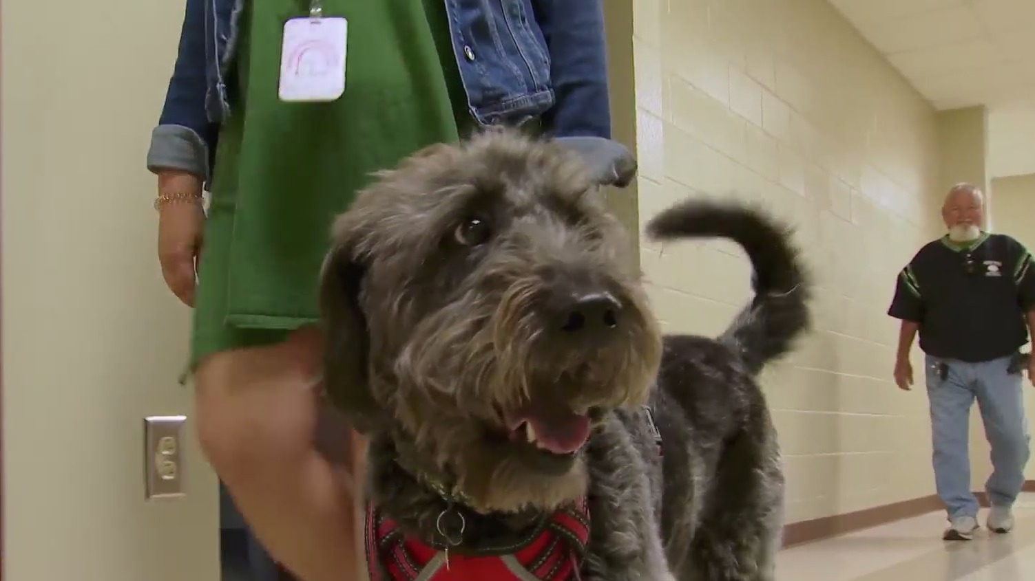 Upstate middle school’s ‘therapy dog’ finds forever home – WSPA 7NEWS