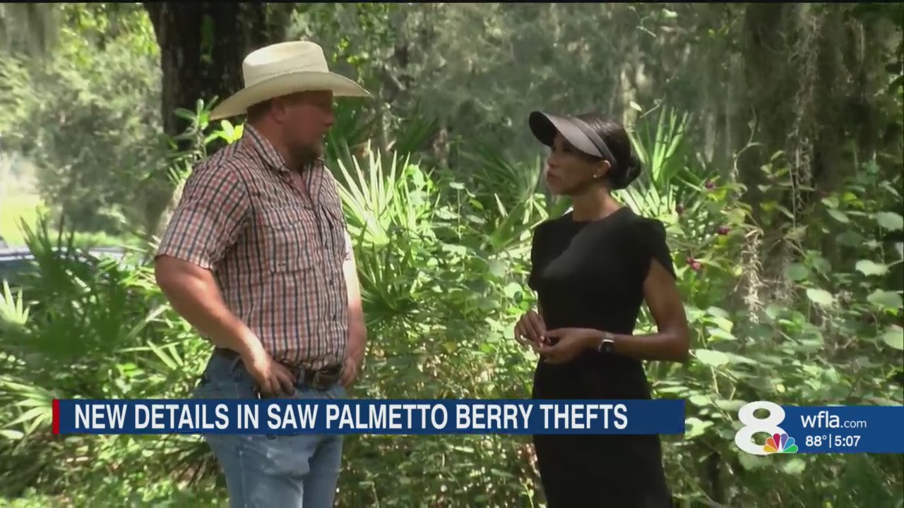 Hillsborough County State Attorney shares new details in saw palmetto ...
