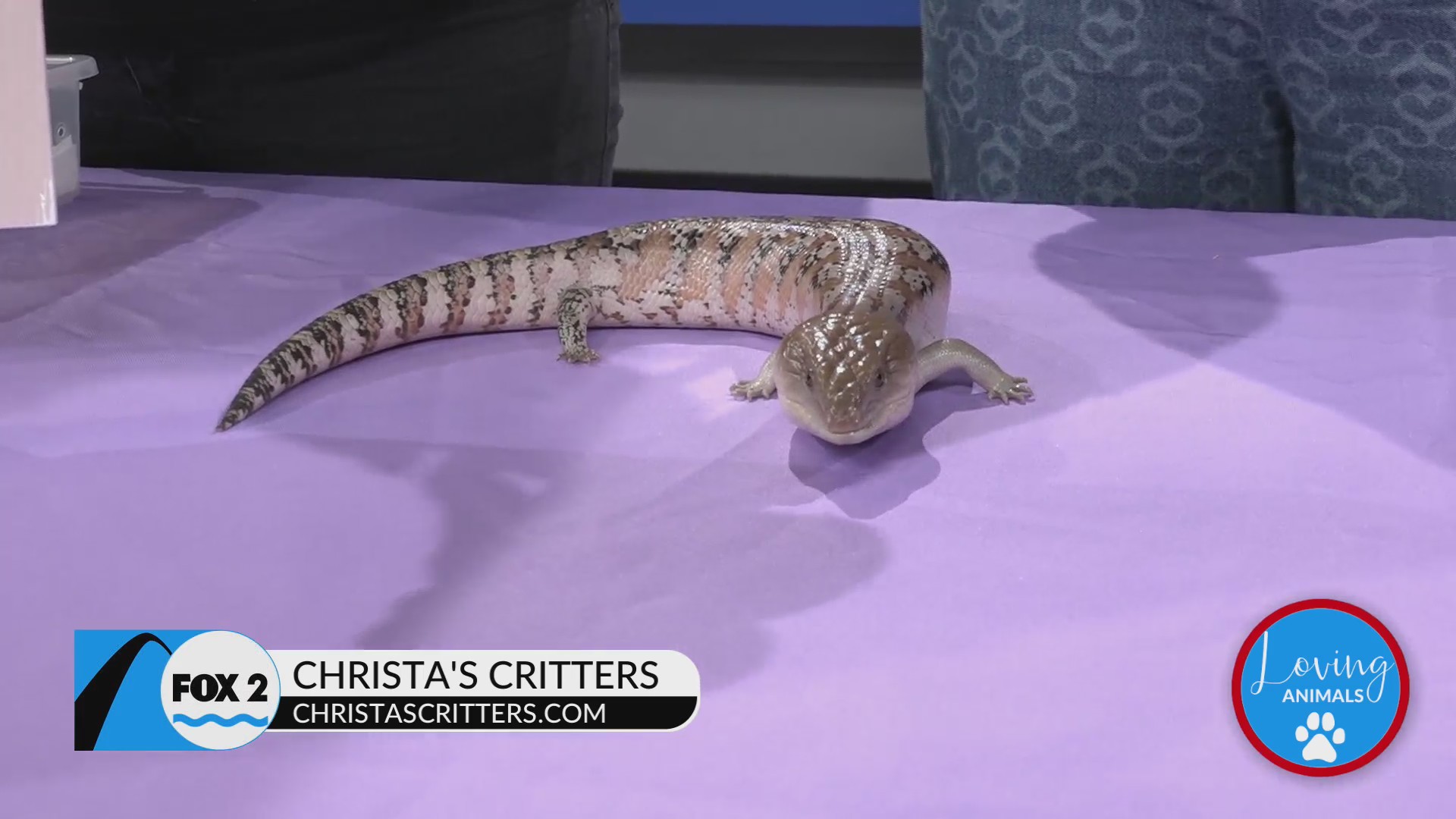 Christa’s Critters shares crested geckos, reptile art and so much more ...