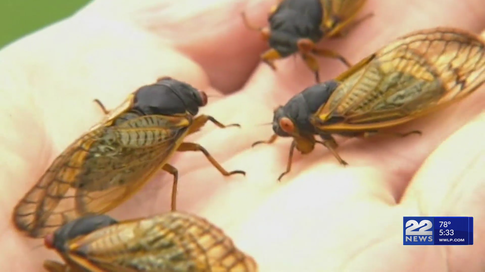 Cicada boom benefits birds, hurts other wildlife – WWLP