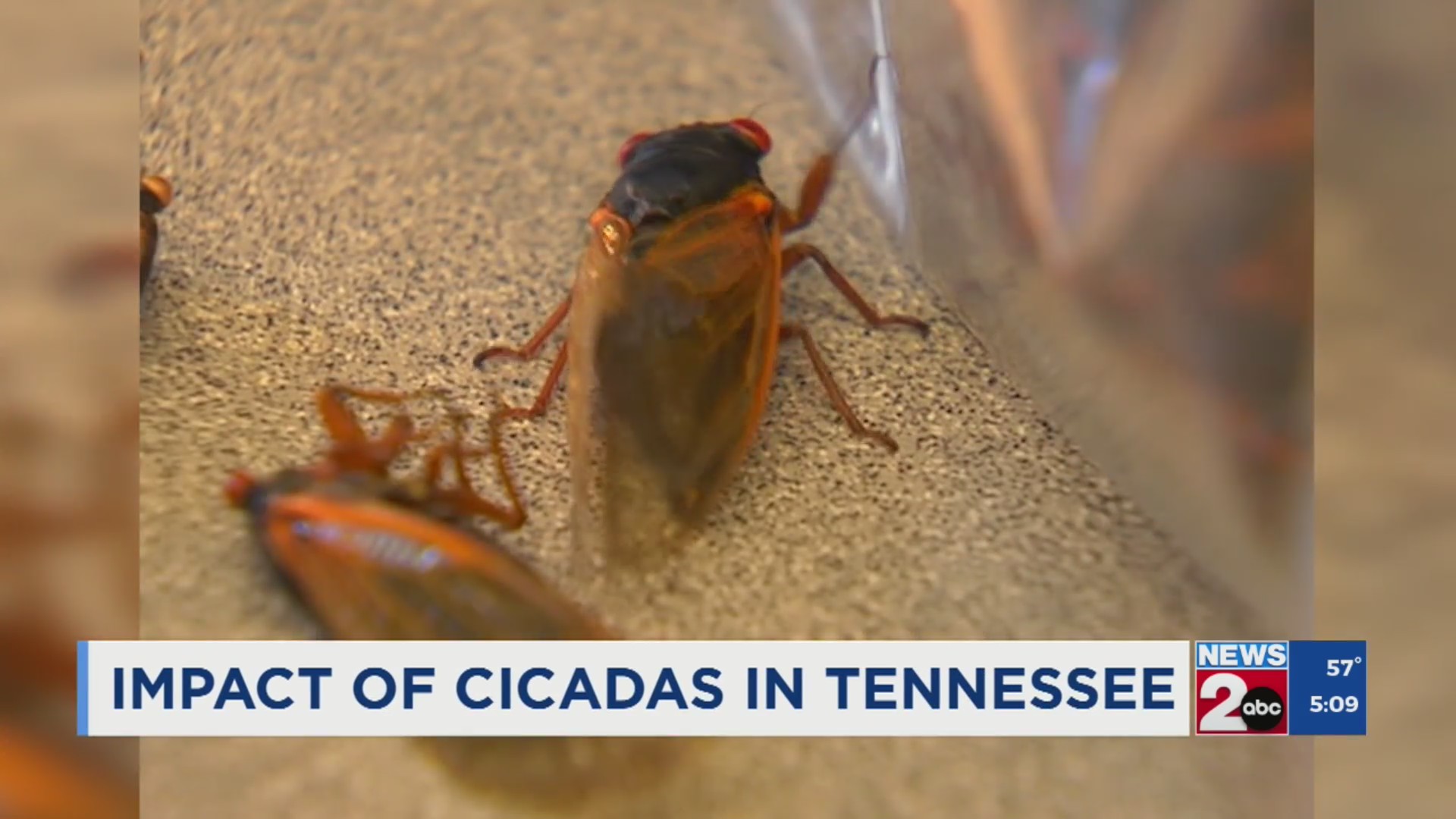 Impact of cicadas in Tennessee – WKRN News 2