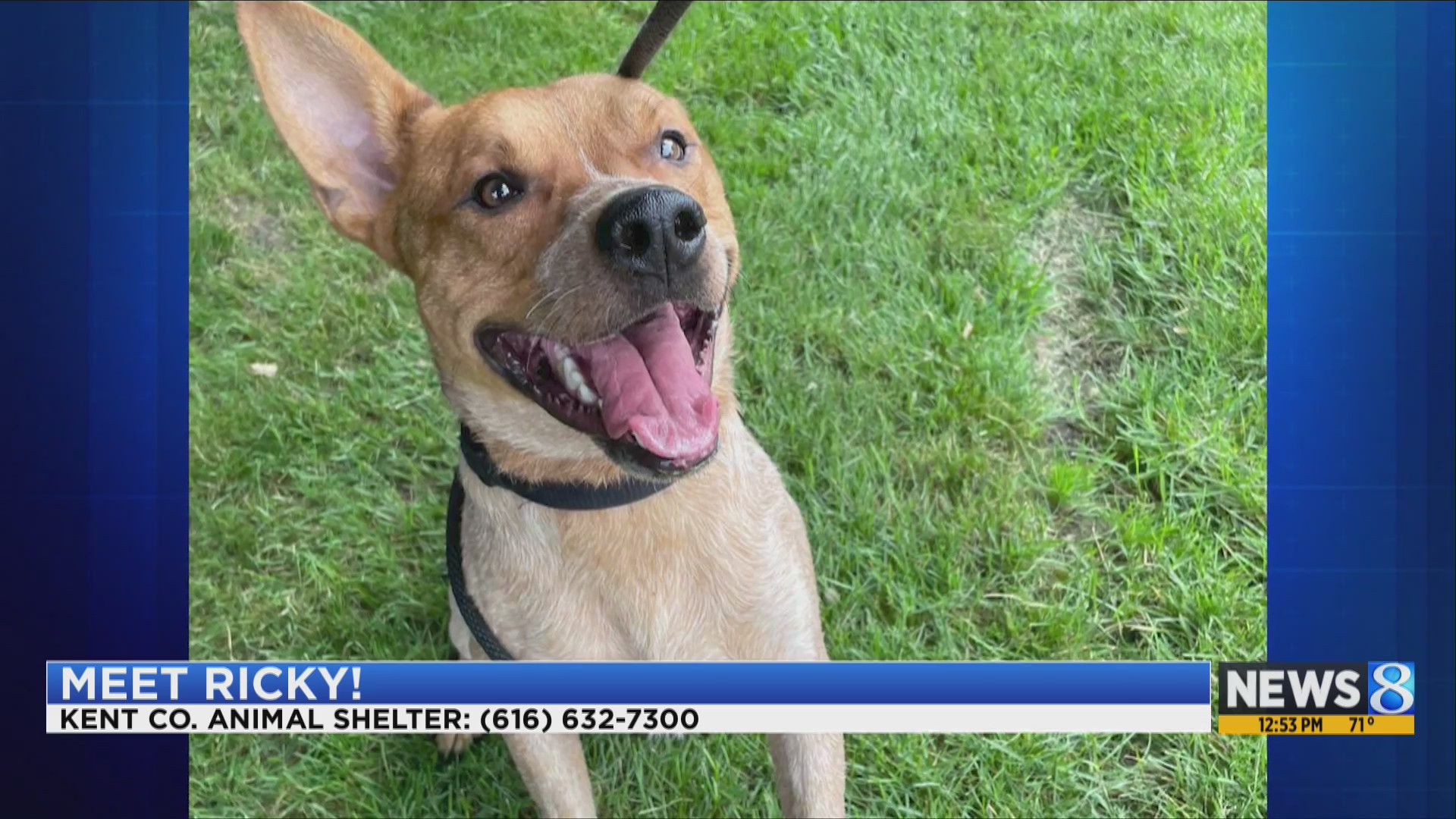 KCAS Pets of the Week: Tomato and Ricky – WOODTV.com