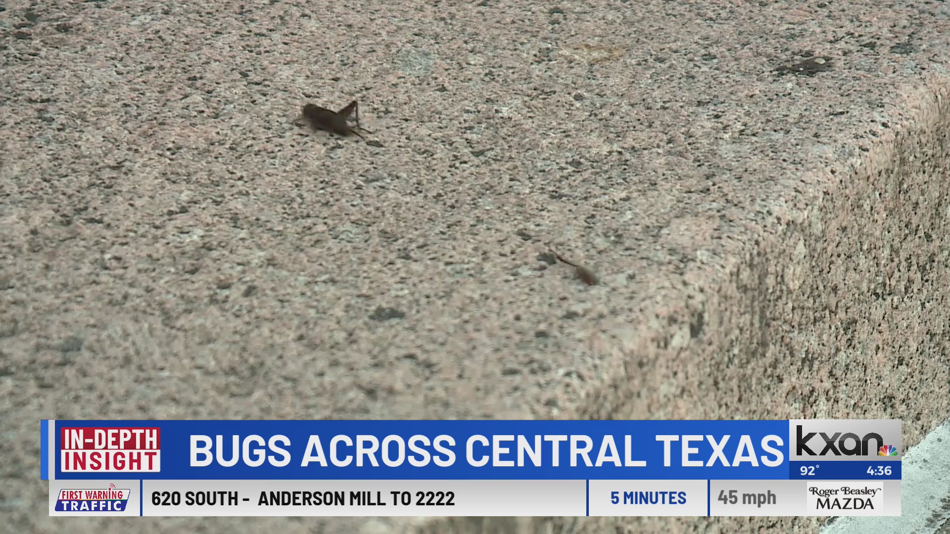 Insight: Bugs across Central Texas and how to keep them out of your ...