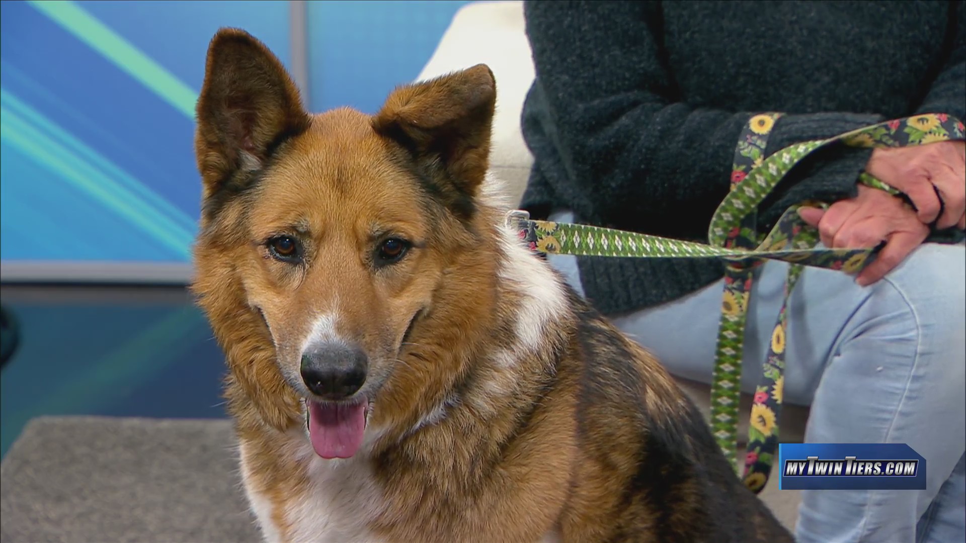 Pet of the Week: Joy, Humane Society of Schuyler County – WETM ...