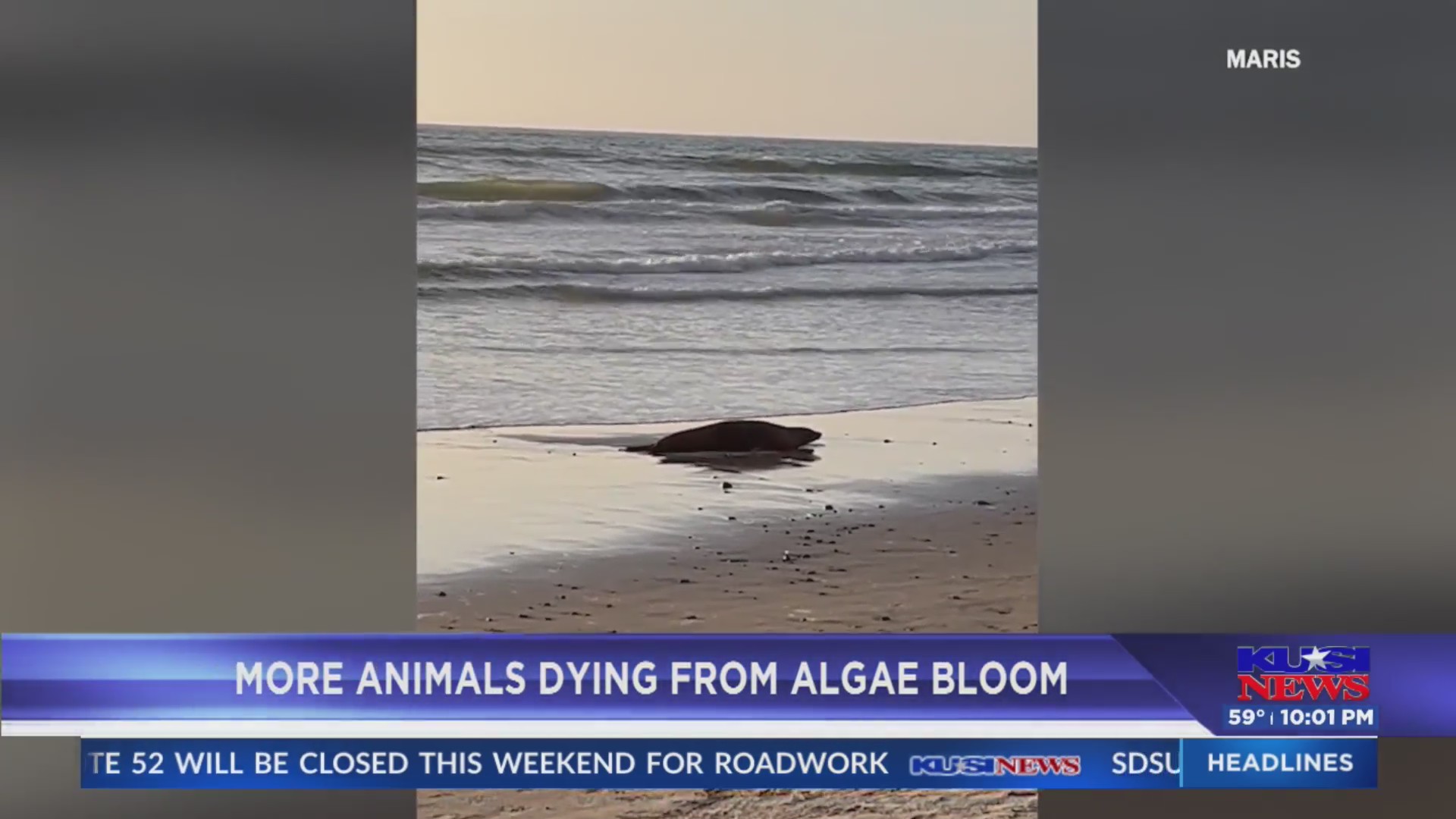 More animals dying from algae bloom – FOX 5 San Diego & KUSI News