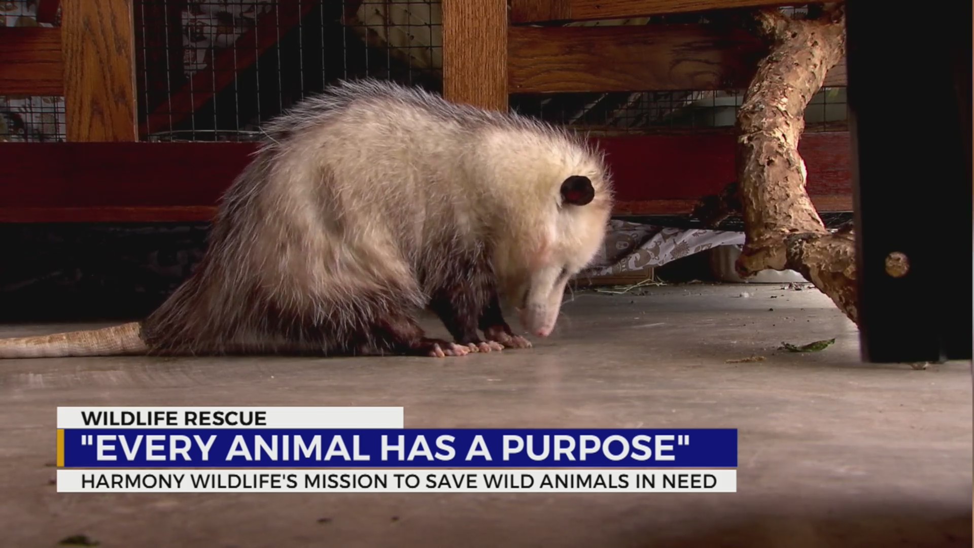 Wildlife rescue gives animals their second chance at survival – WKRN News 2