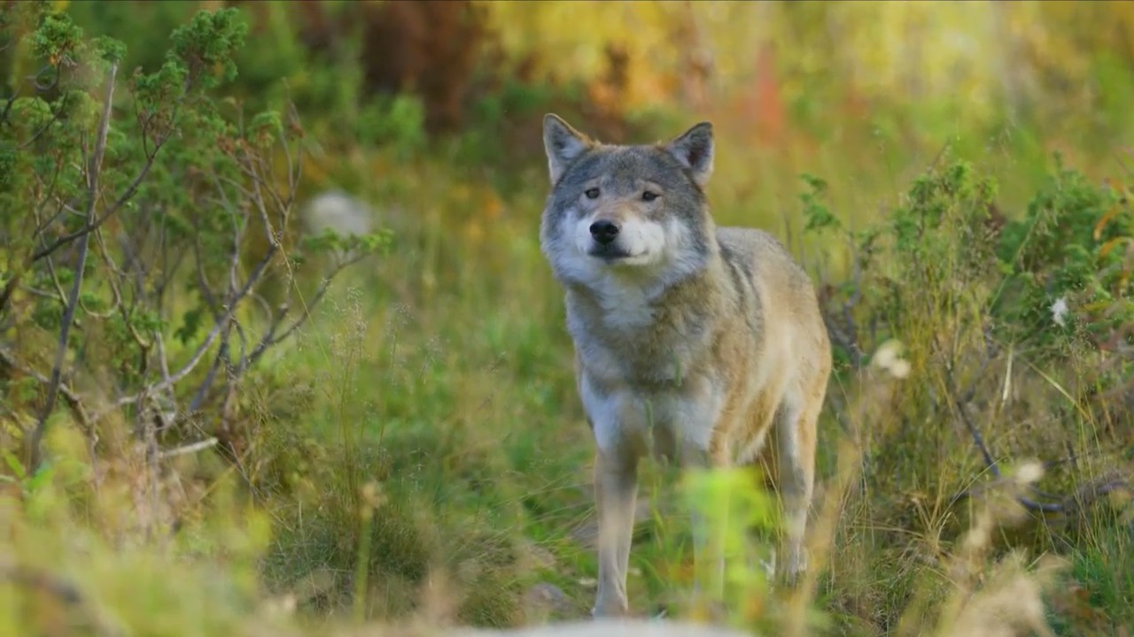 What do QCA wolf sightings mean? – WHBF – OurQuadCities.com