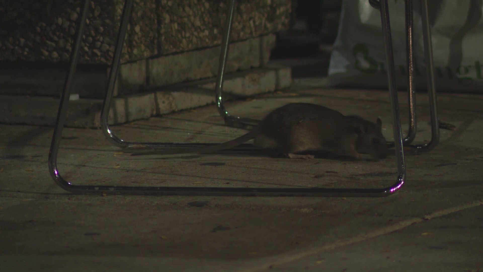 Rat birth control program expanding to Chicago’s Lincoln Park – WGN-TV