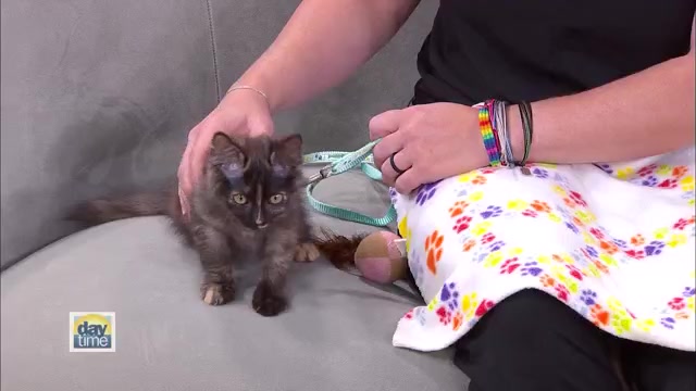 Farron’s Furever Friends | Daytime – WFLA