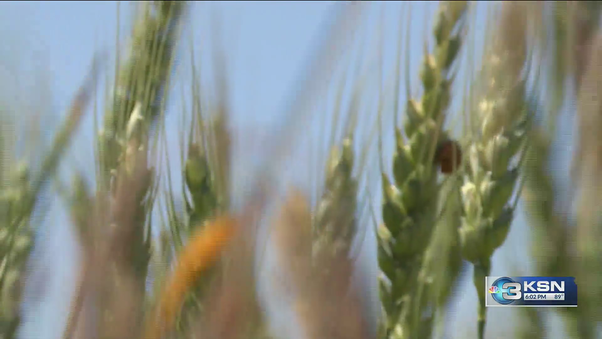 How the 2025 Kansas wheat crop is faring so far – KSN-TV
