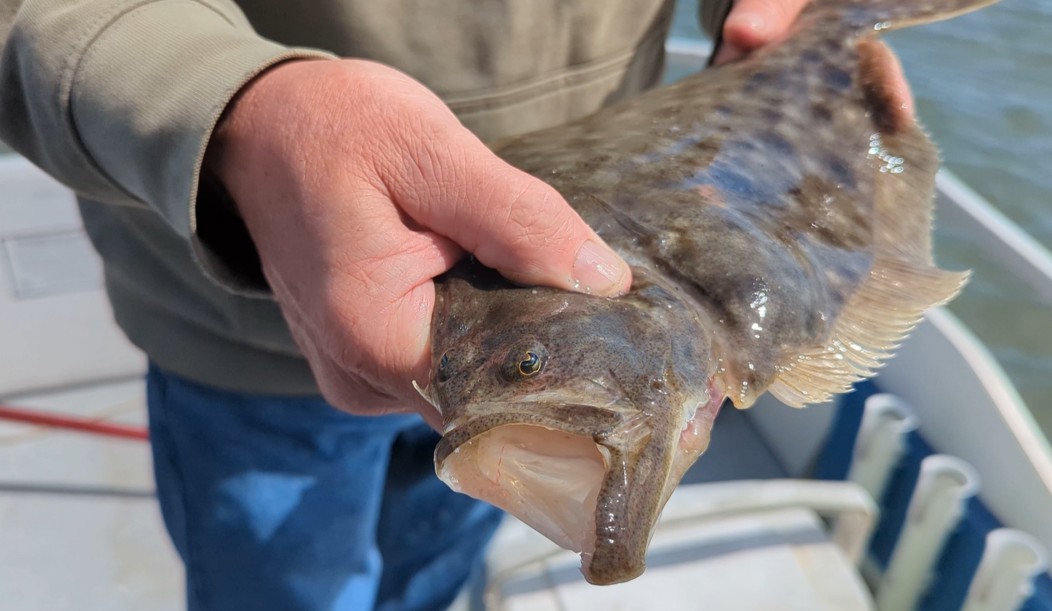 How to Filet a Flounder – WKRG News 5
