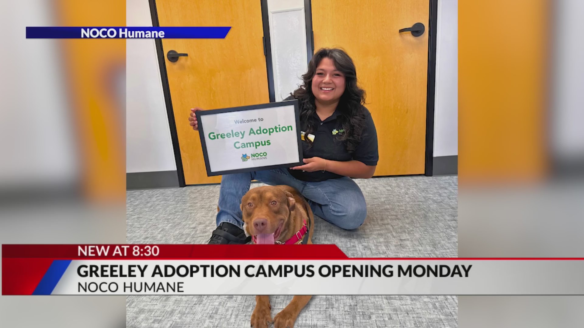 A new pet adoption center opened in Greeley following high animal ...
