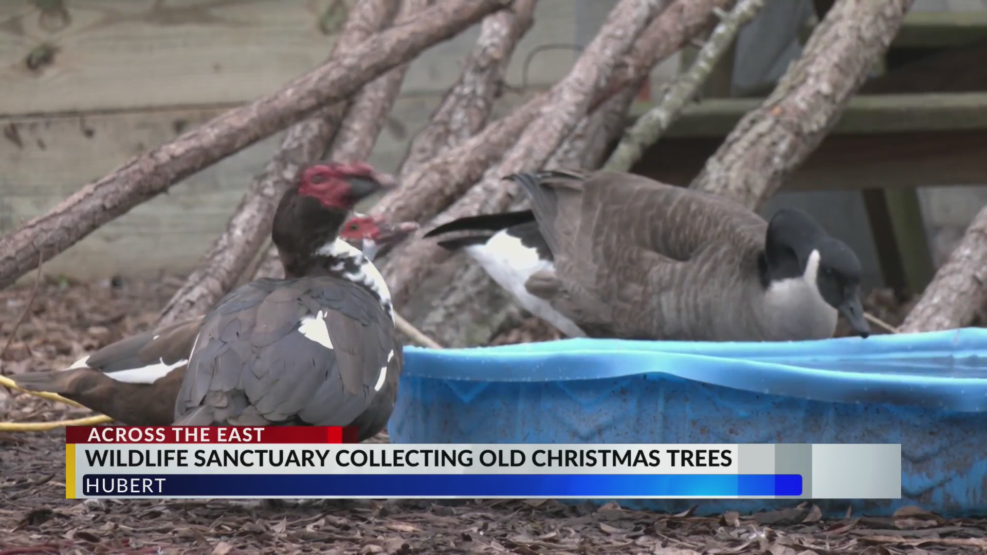 Possumwood Acres Wildlife Sanctuary collects Christmas trees for ...