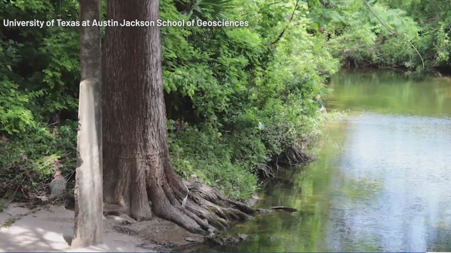 How leaky pipes help trees thrive on UT Austin’s campus – KXAN Austin