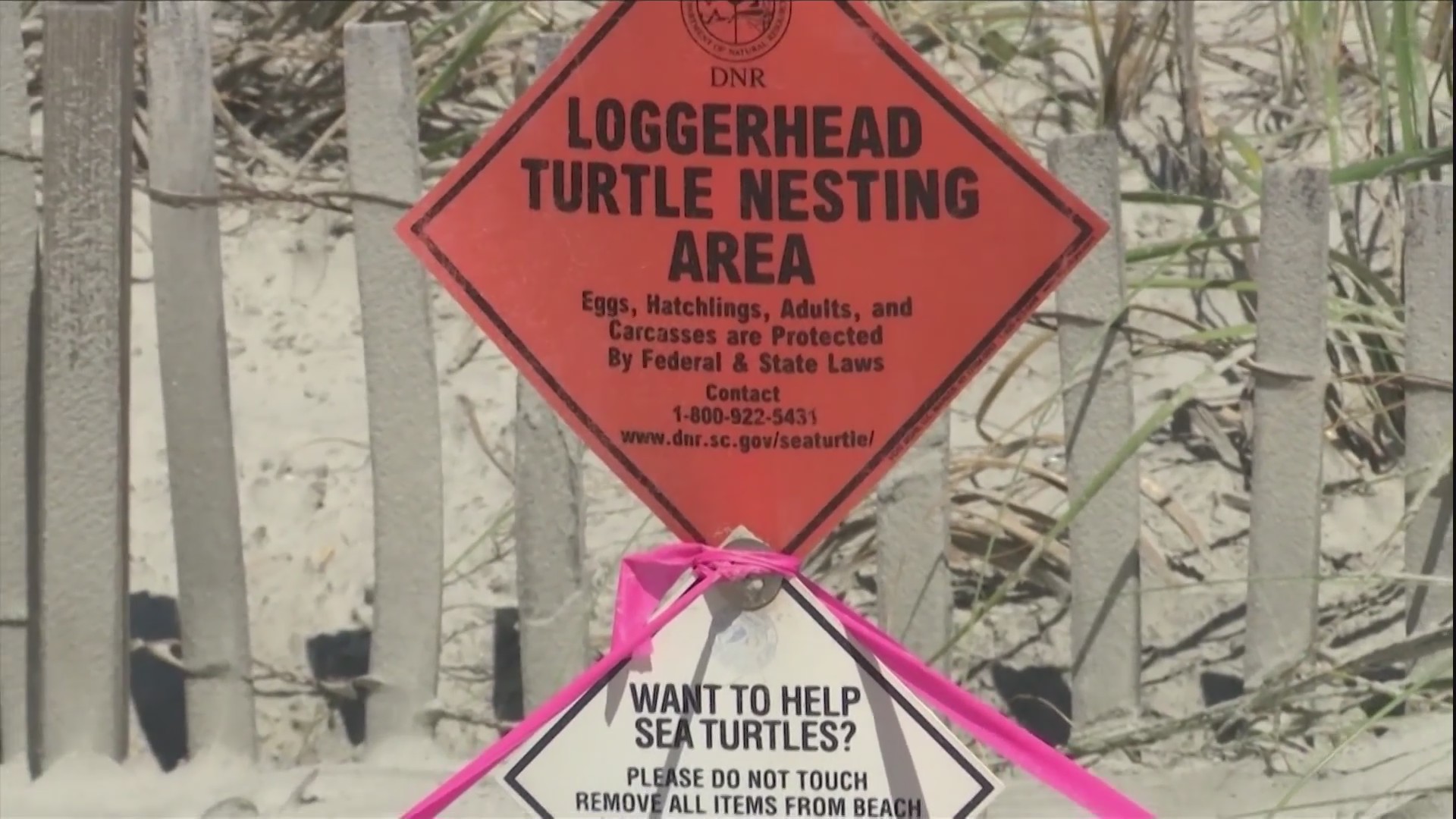 Experts expecting a big Hilton Head Island sea turtle season – WSAV-TV