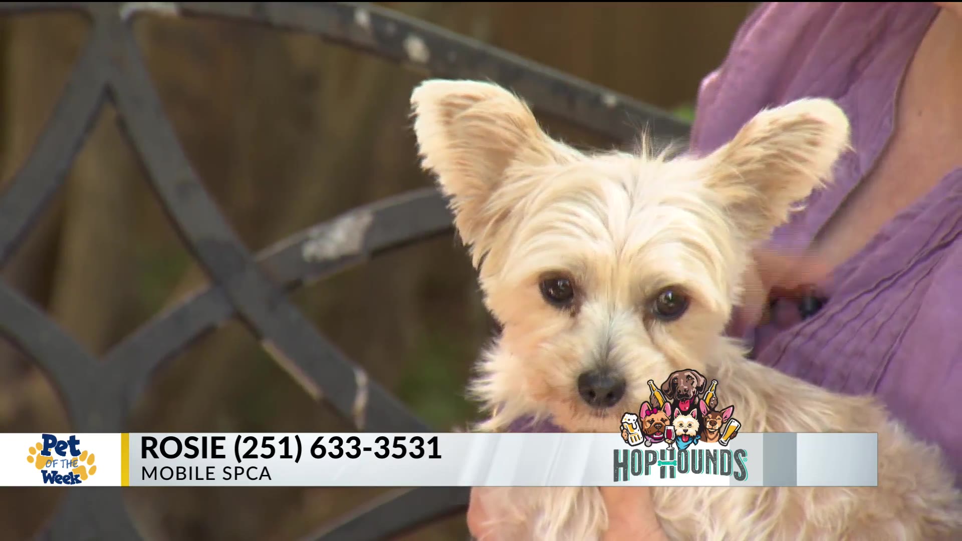 Pet of the Week: Rosie the Yorkie – WKRG News 5