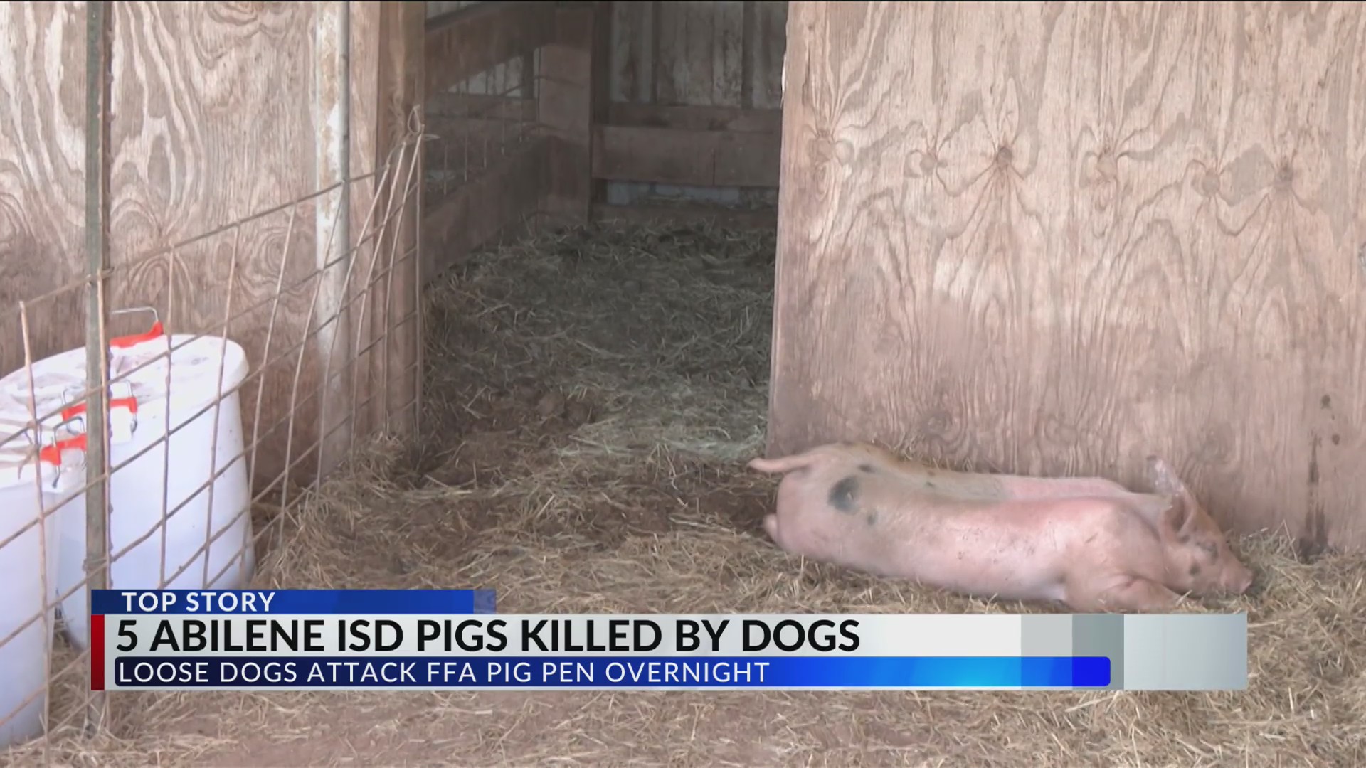 Loose dogs kill 5 pigs at Abilene ISD ag farm; community rallies ...