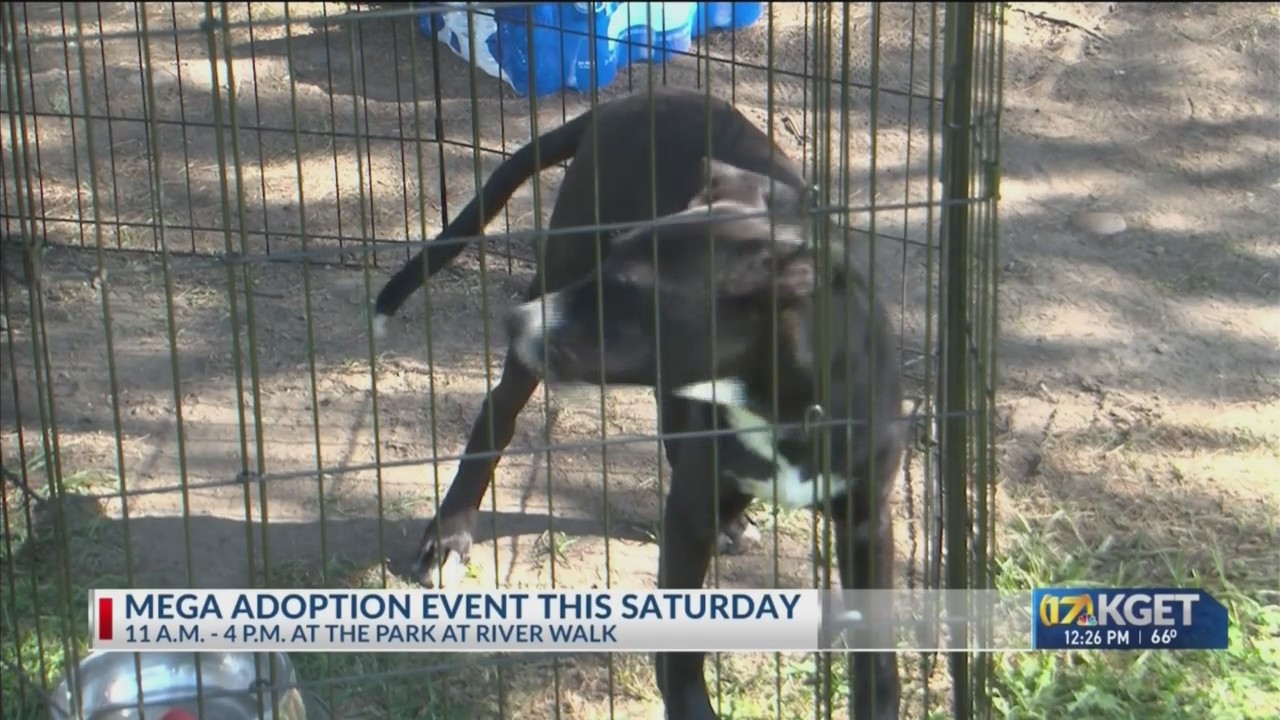 Mega pet adoption event happening at the Park at Riverwalk Saturday ...