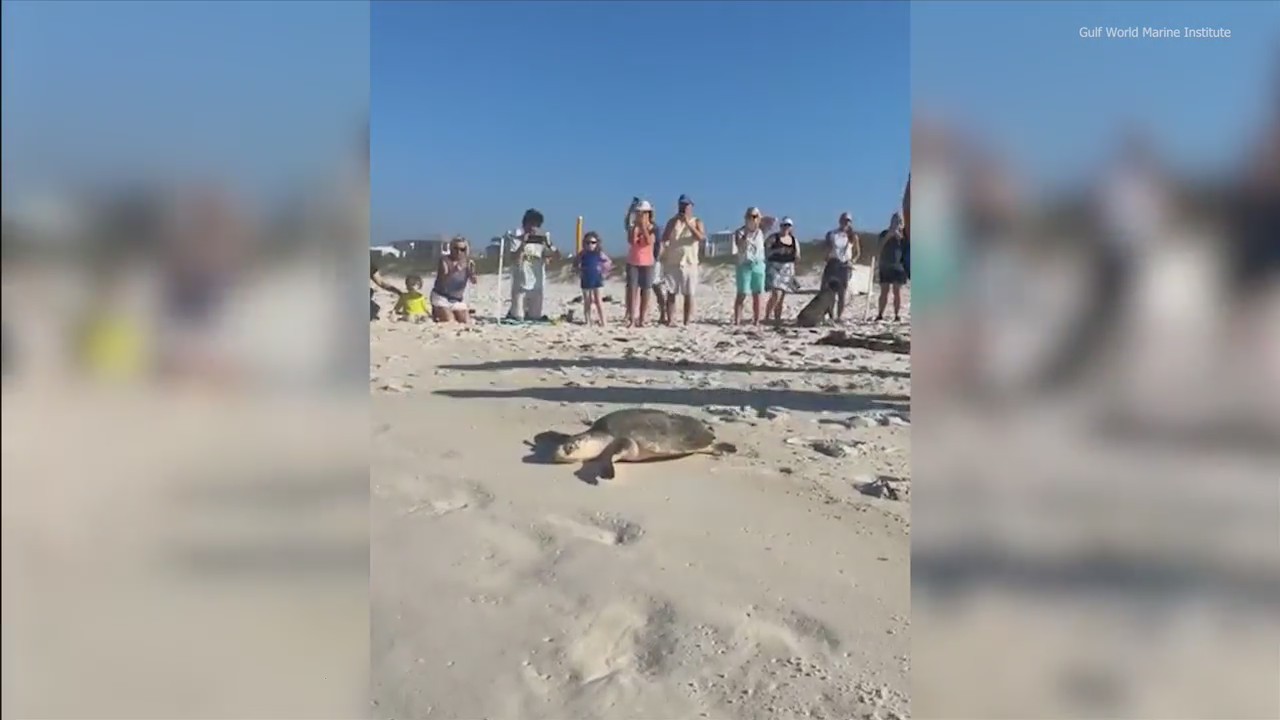 Gulf World Marine Institute released Kemp’s Ridley sea turtle Penelope ...
