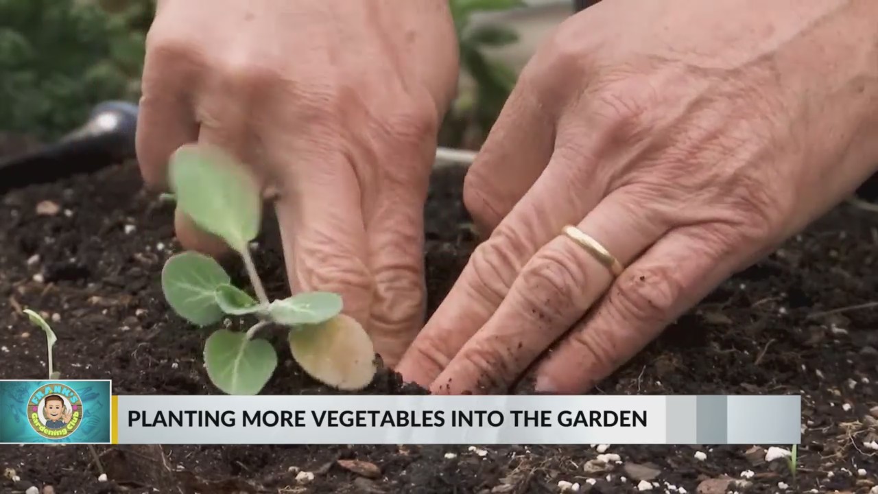 Adding early spring greens to the garden – WBTW