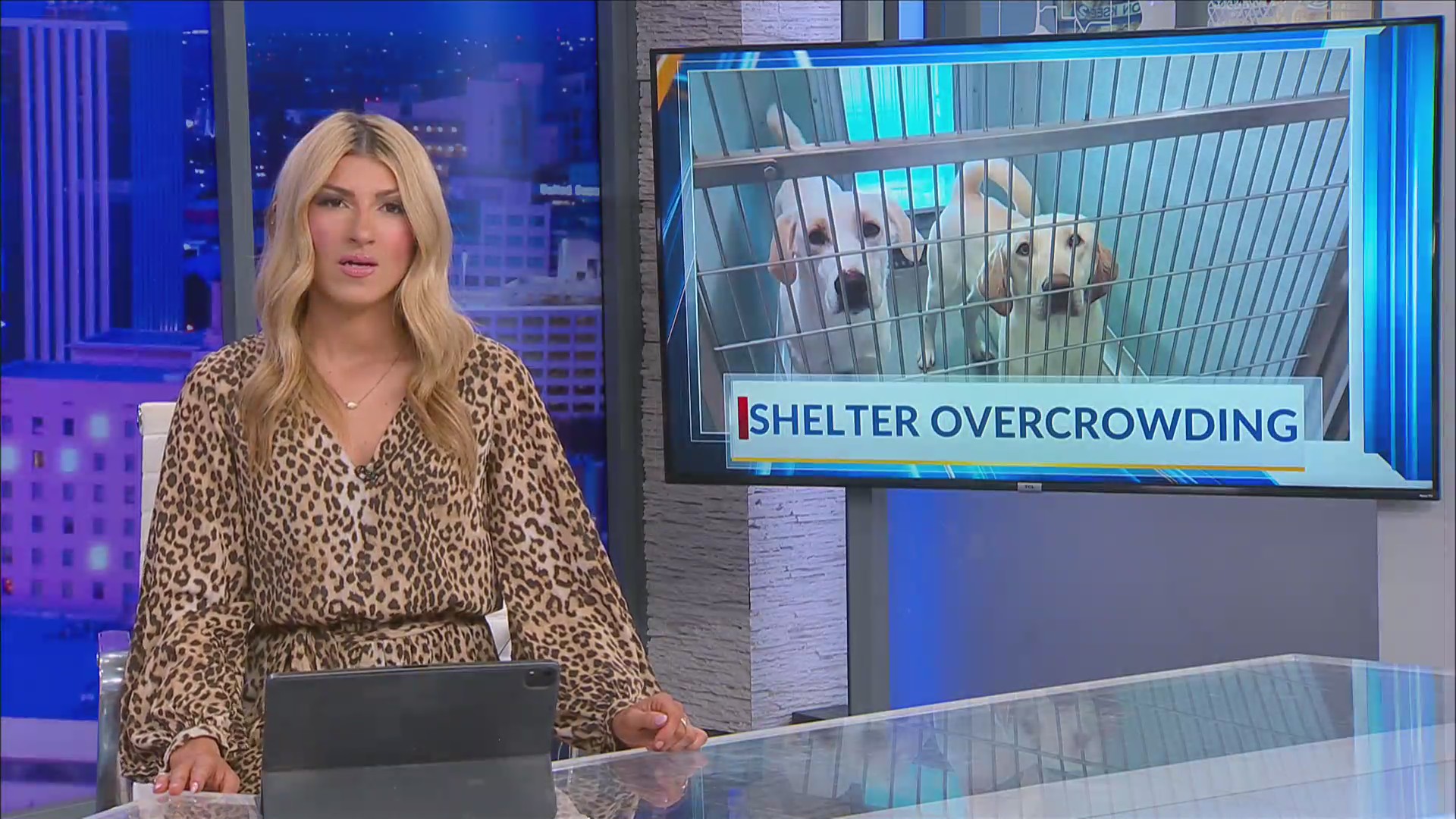 Fresno county animal shelter faces capacity challenges – CBS47 and KSEE24 | News from ...