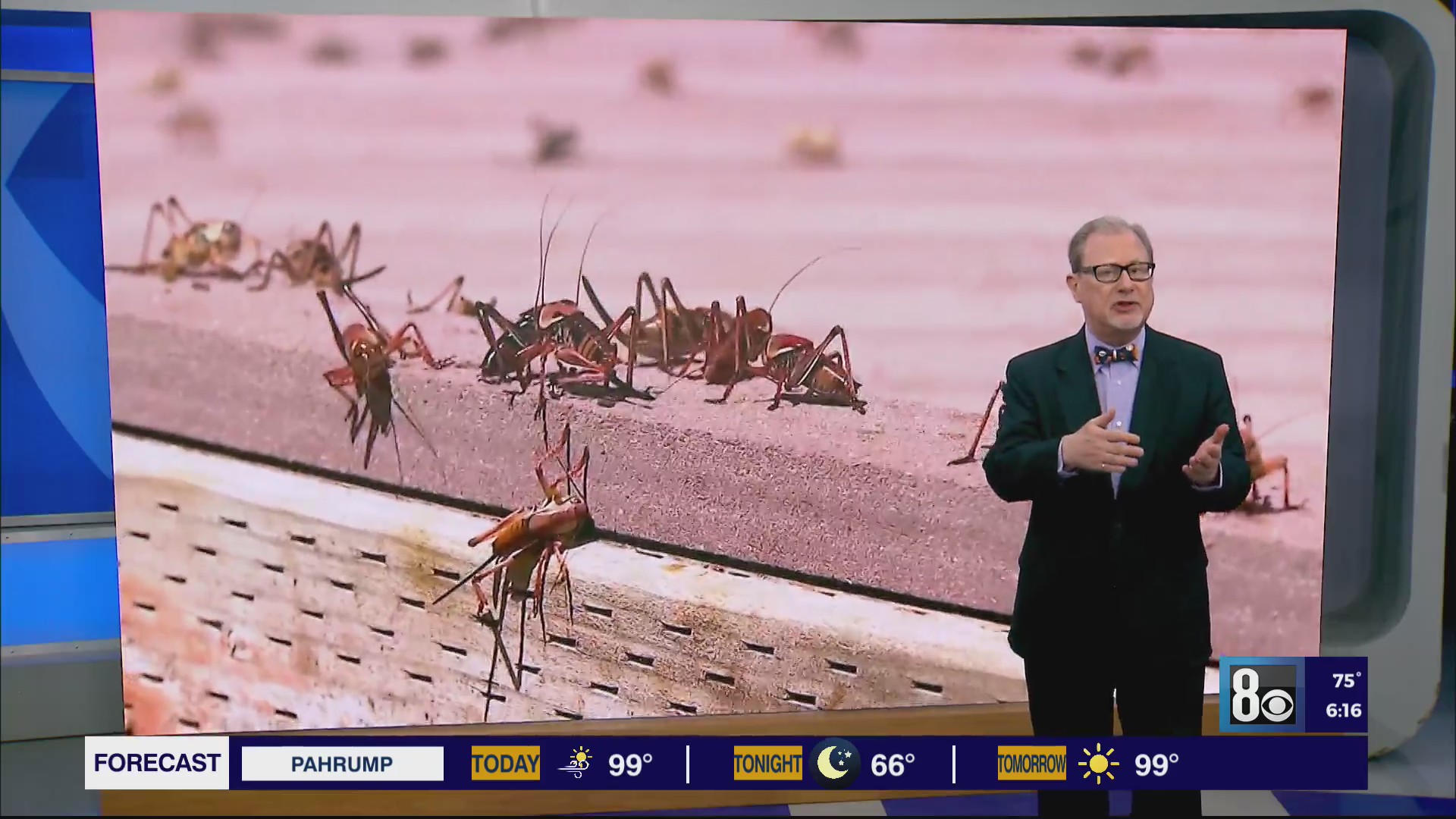 Mormon cricket ‘sludge’ blankets northern Nevada roads causing crashes ...