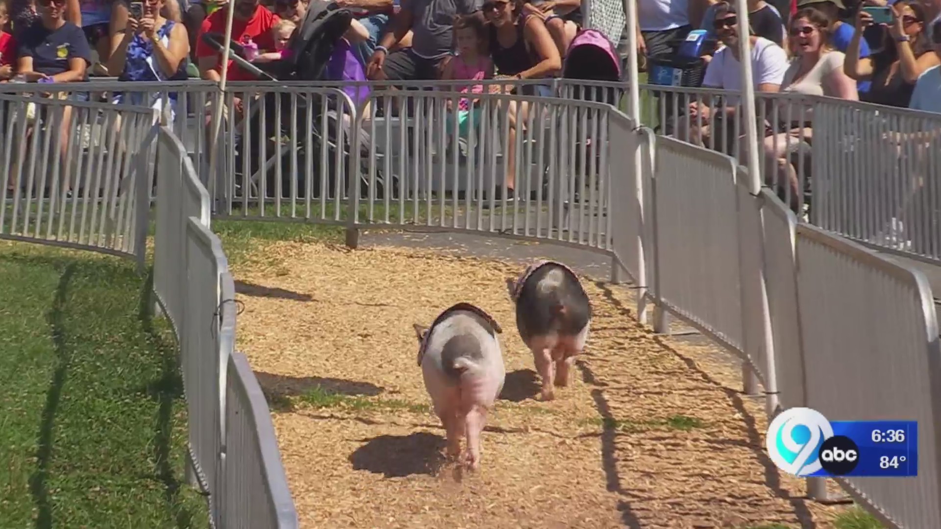 Hollywood Racing Pigs stand out at the New York State Fair – WSYR