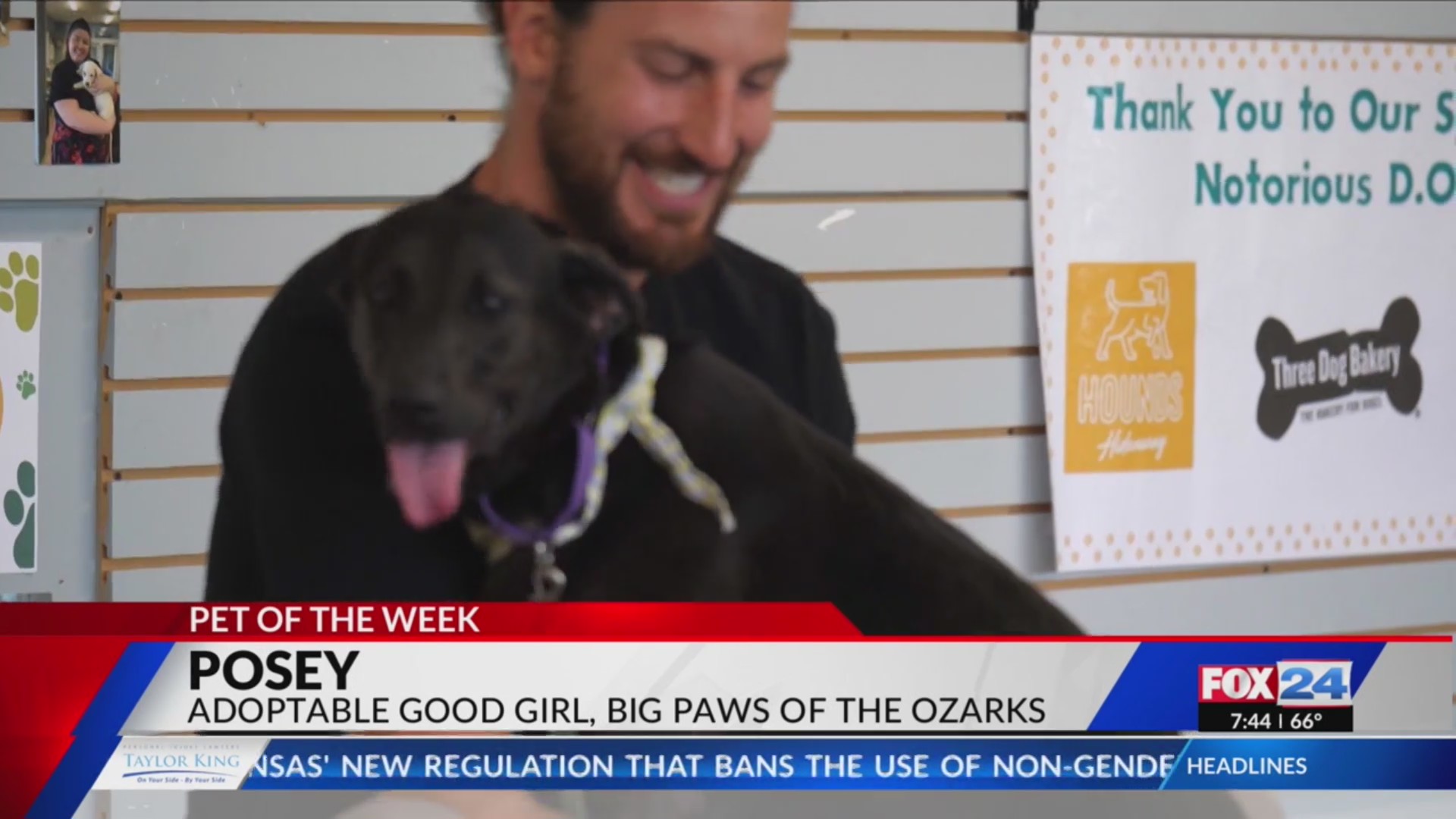 Purina Presents: Meet Posey in Pet of the Week – KNWA FOX24