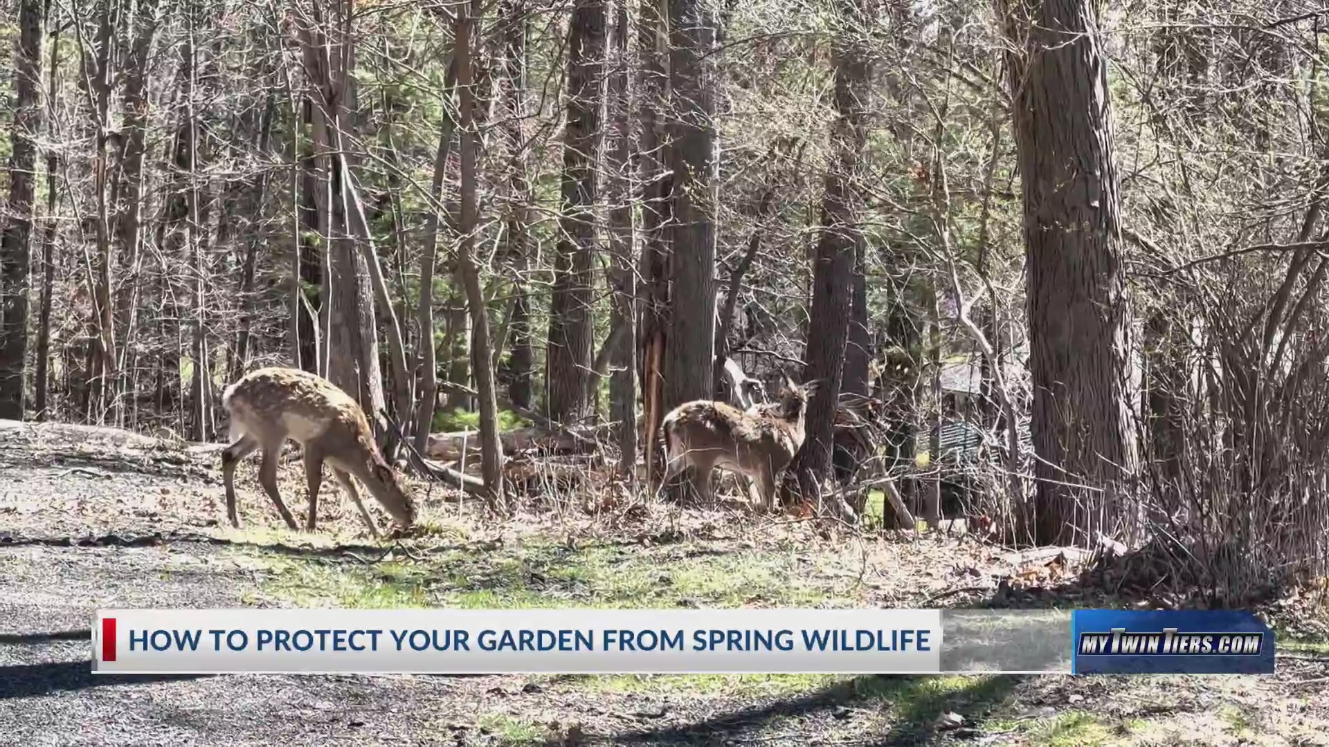 Is your garden a buffet for critters? Here’s how to stop the feast ...